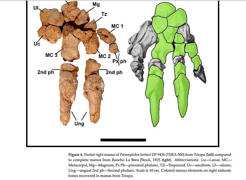 Florida finger bone or claw - Fossil ID - The Fossil Forum