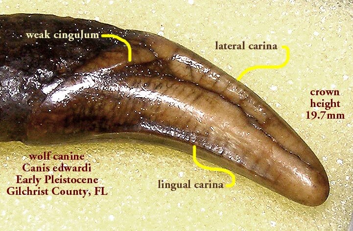 Dire wolf vs cave bear tooth - Fossil ID - The Fossil Forum
