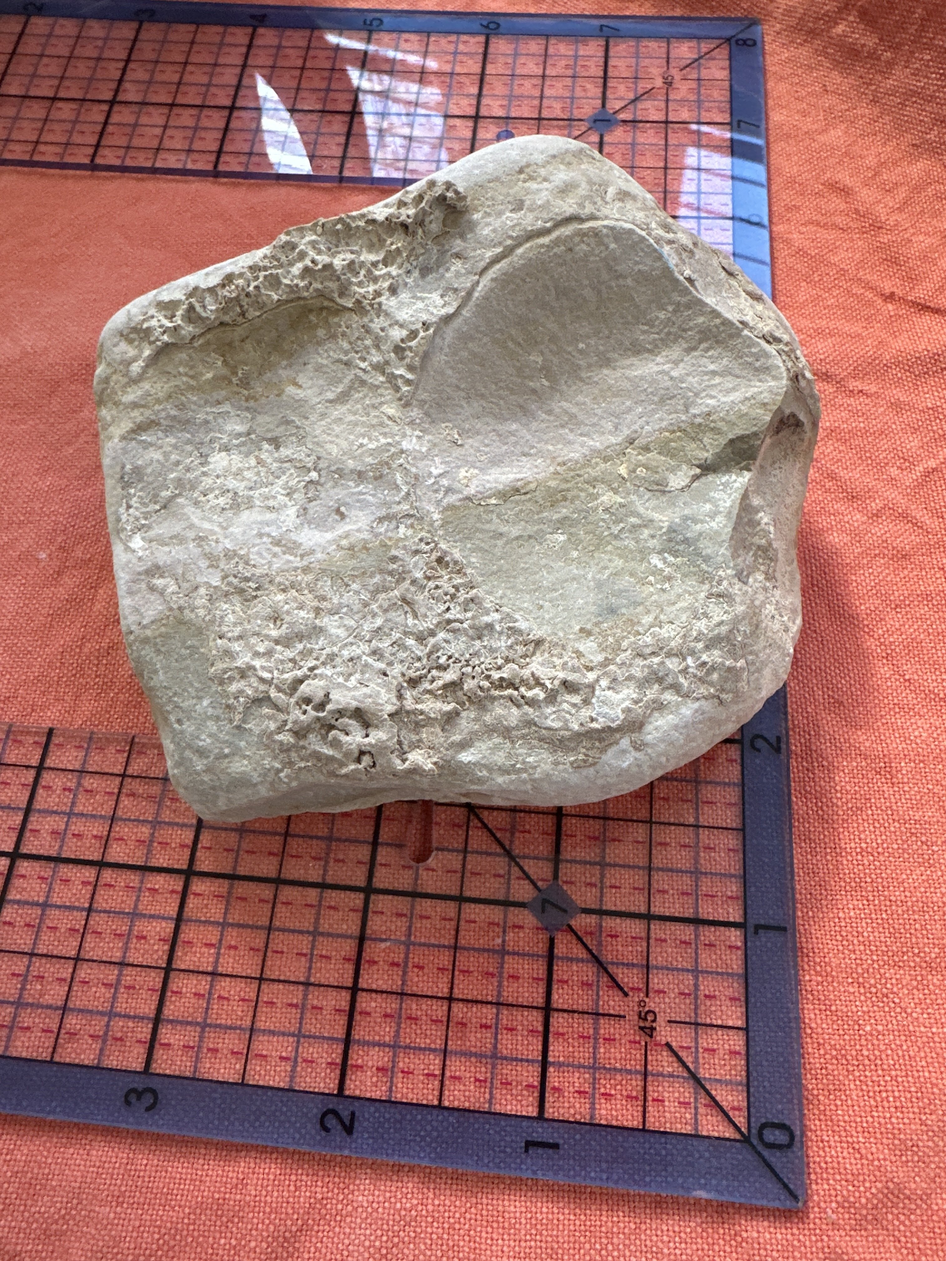 Fossil from Park County Wyoming - Fossil ID - The Fossil Forum