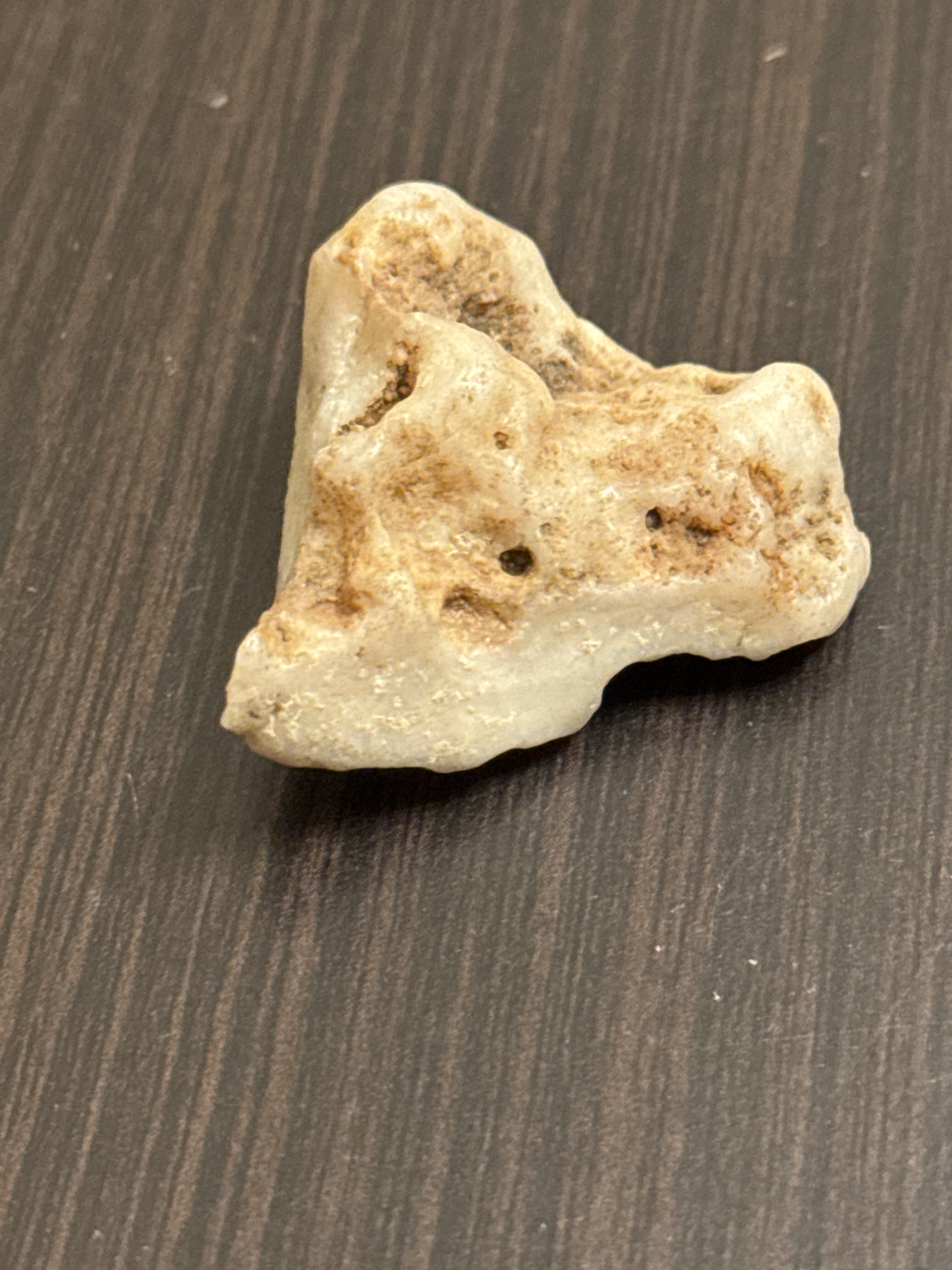 Bone?? - Fossil Hunting Trips - The Fossil Forum