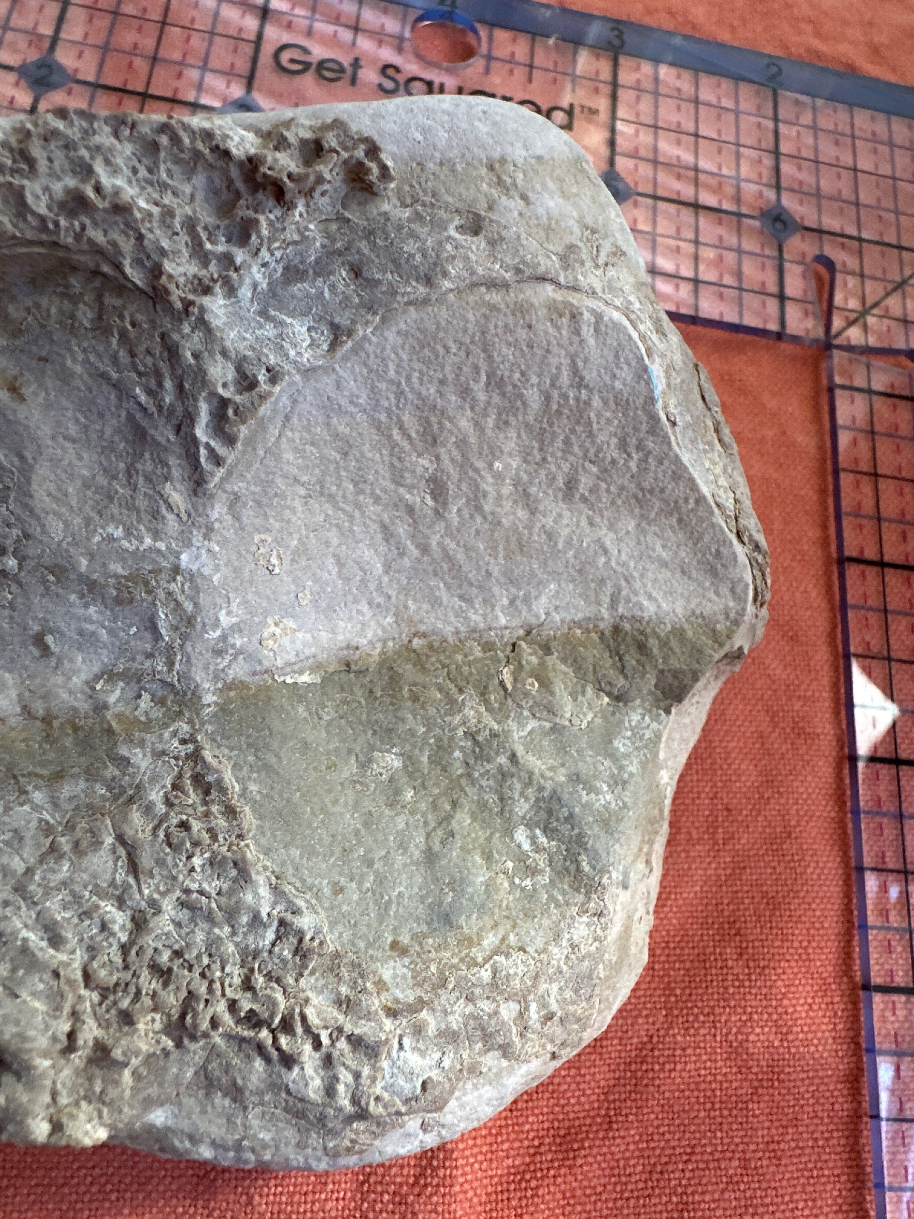 Fossil from Park County Wyoming - Fossil ID - The Fossil Forum