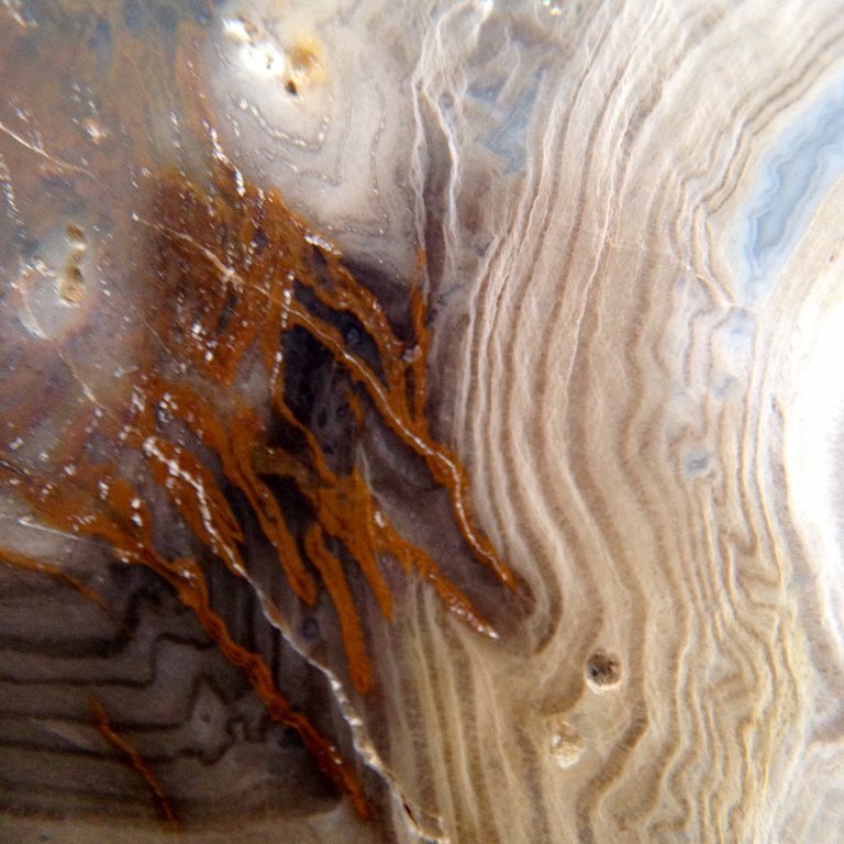 Using Fossils to Create Abstract Art - Paleo Re-creations - The Fossil ...