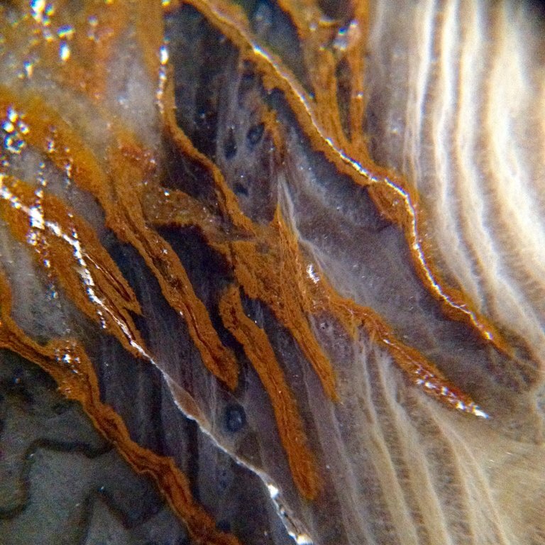 Using Fossils to Create Abstract Art - Paleo Re-creations - The Fossil ...