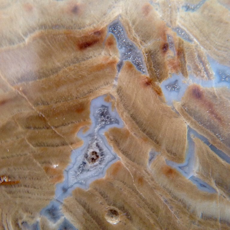 Using Fossils to Create Abstract Art - Paleo Re-creations - The Fossil ...