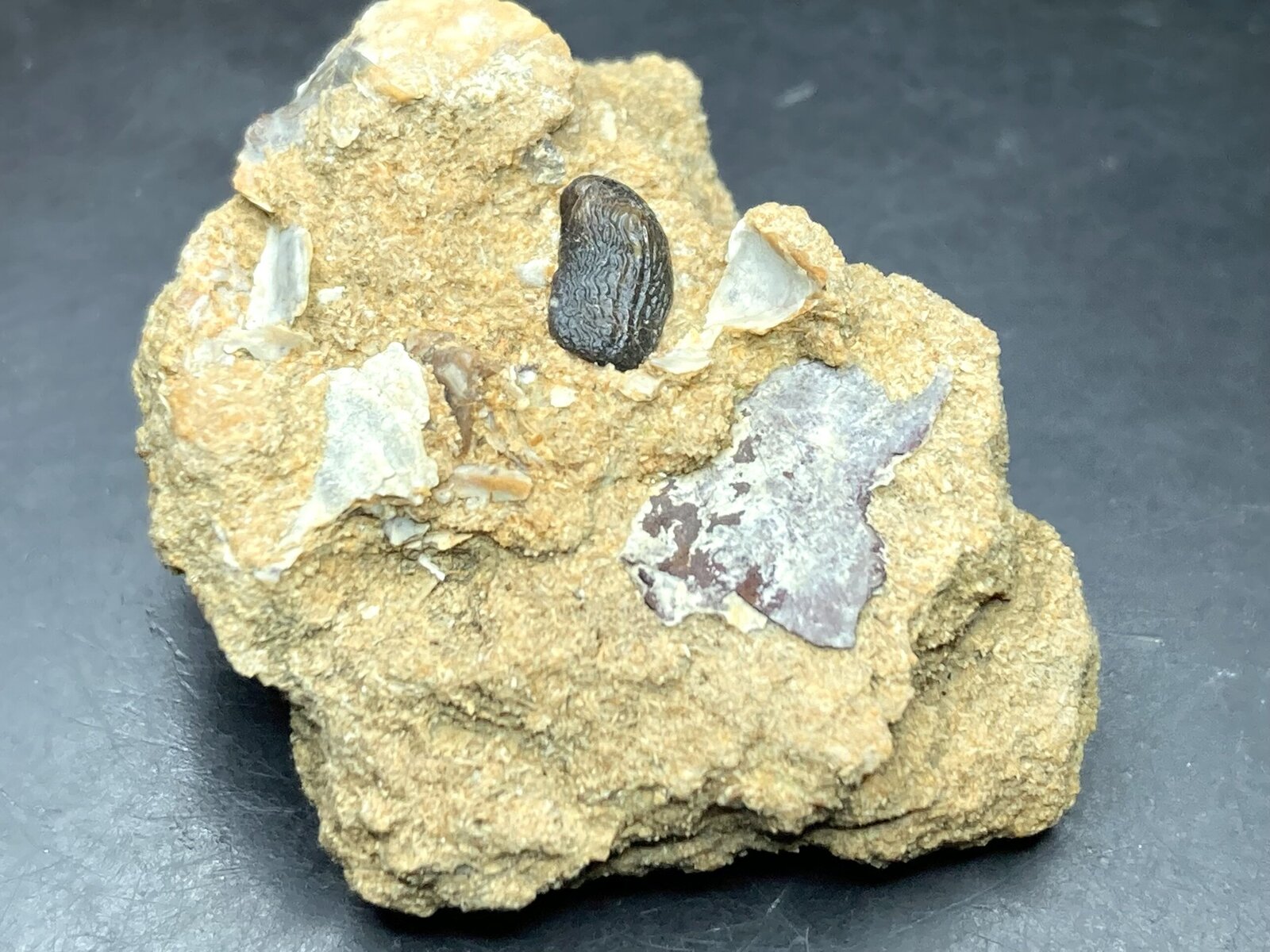 Ptychodus in matrix - Cretaceous - The Fossil Forum