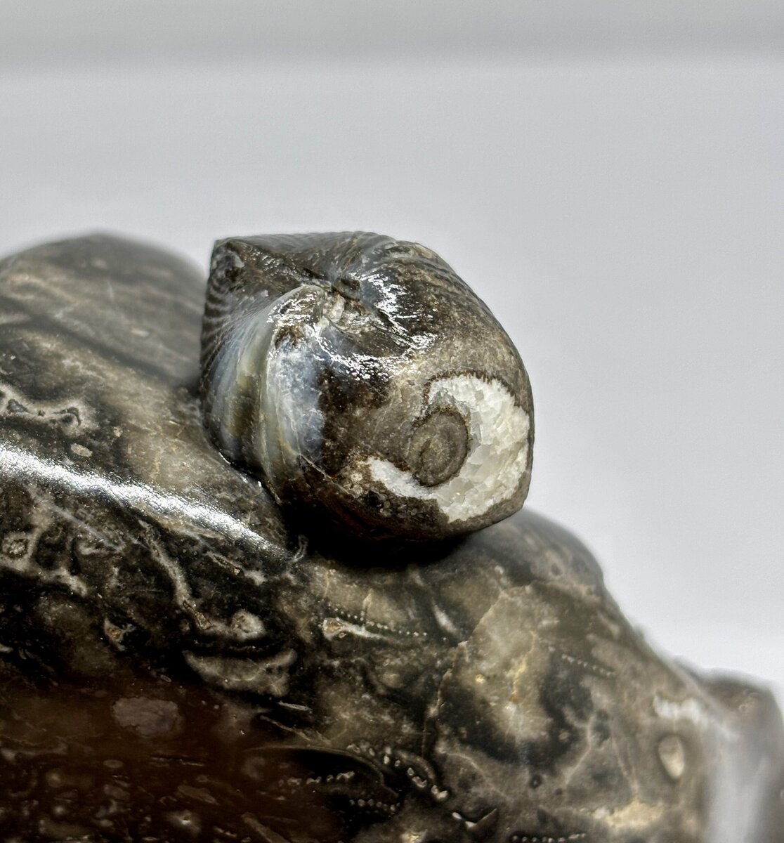 Brachiopod Brachythyris Pinguis - Carboniferous - The Fossil Forum