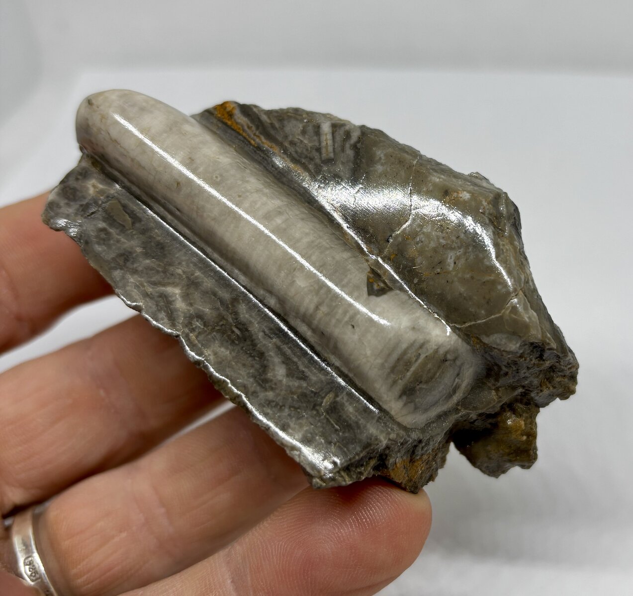 Crinoid stem - Carboniferous - The Fossil Forum