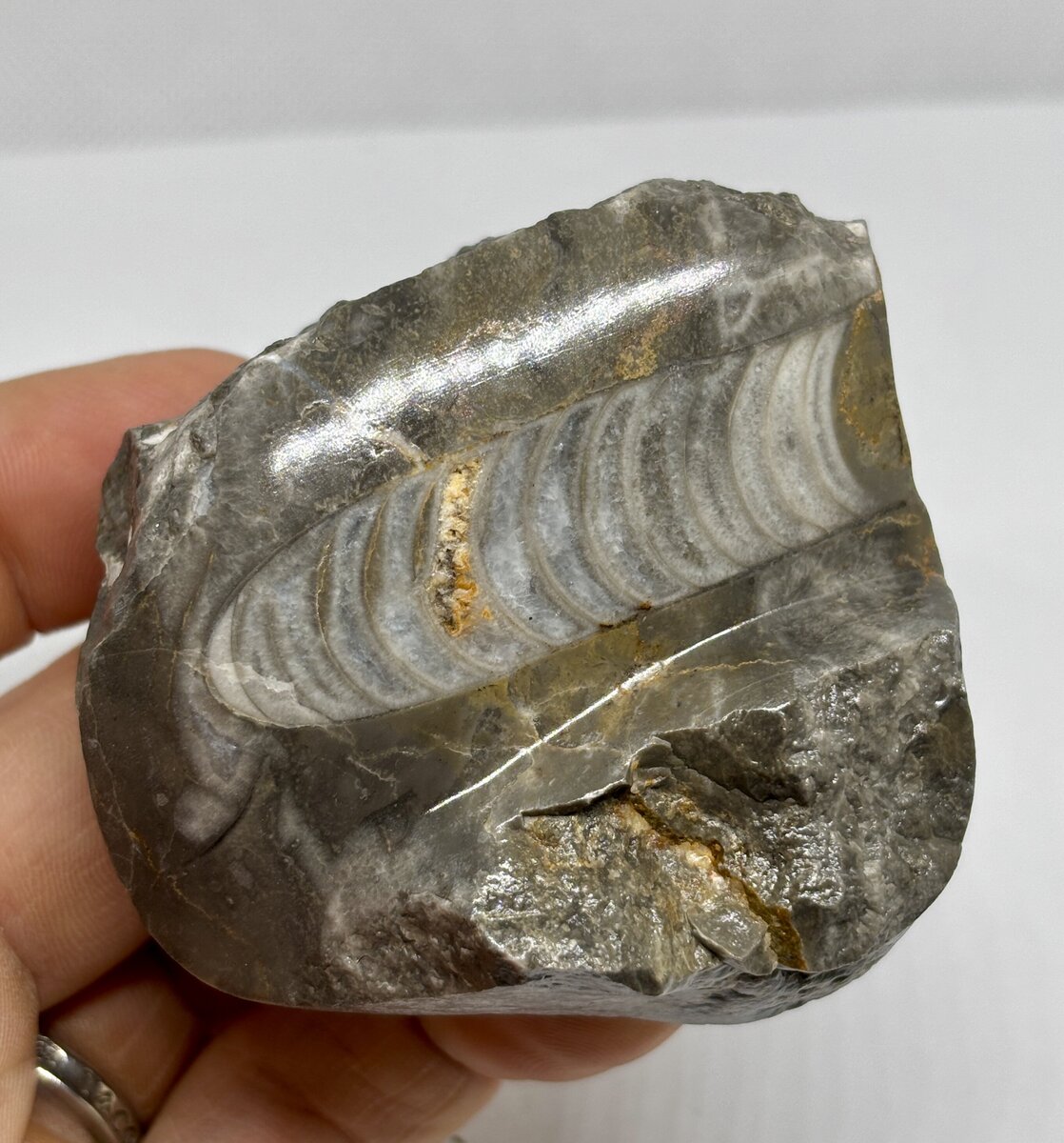 Orthoconic Nautiloid - Carboniferous - The Fossil Forum