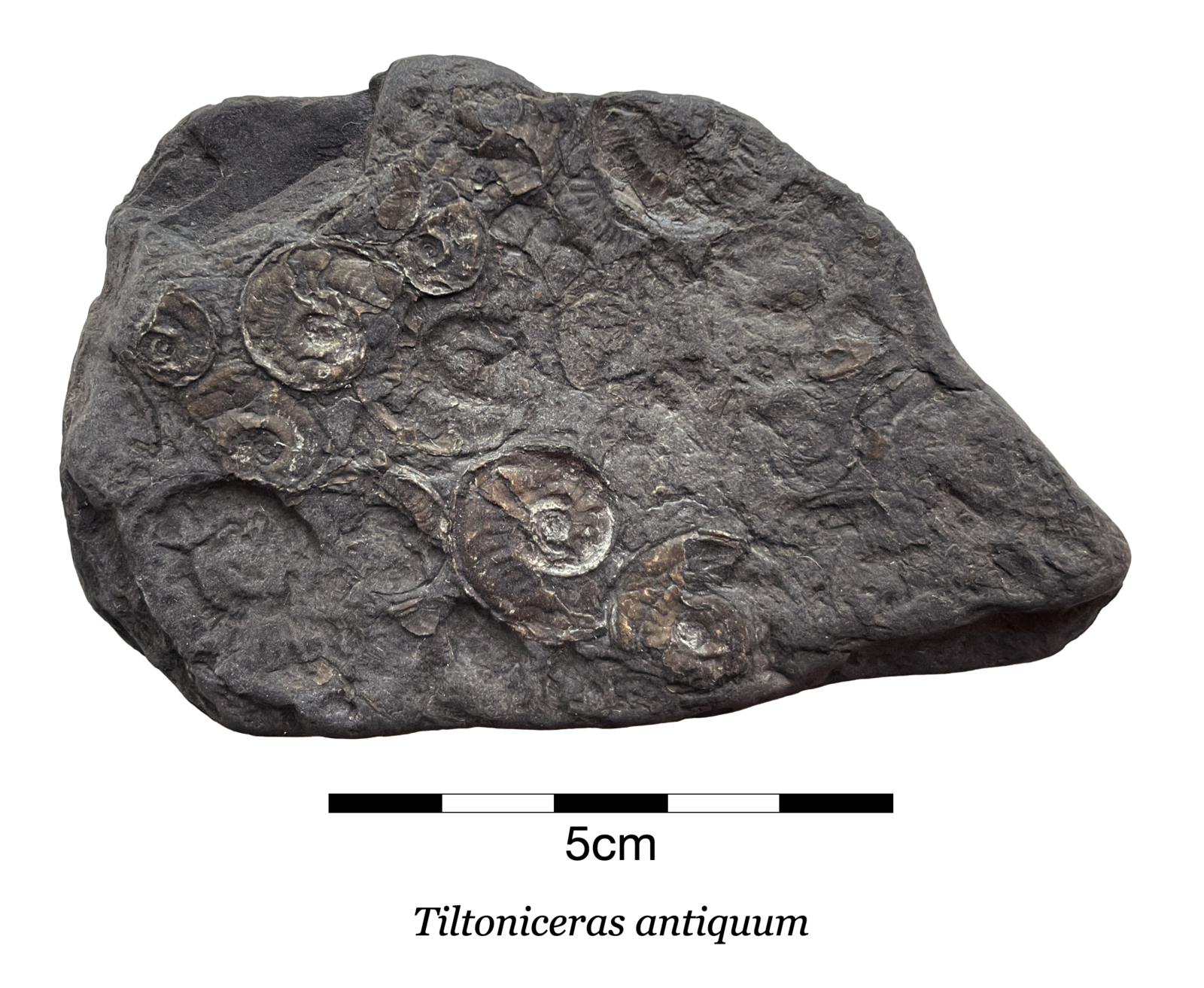 Crushed Tiltoniceras antiquum ? death plate - Member Collections - The ...