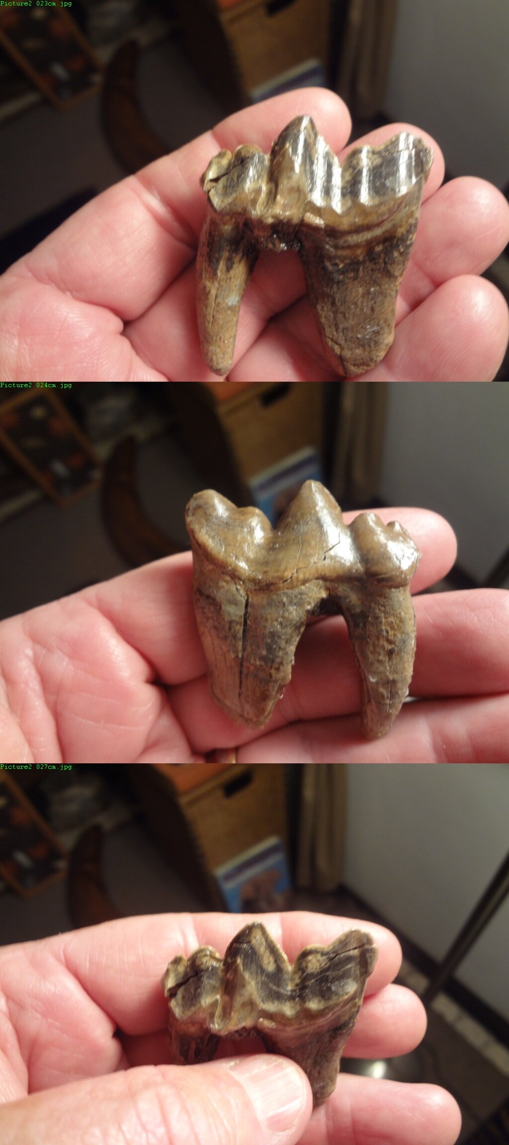 The Mighty Peace River - Fossil Hunting Trips - The Fossil Forum