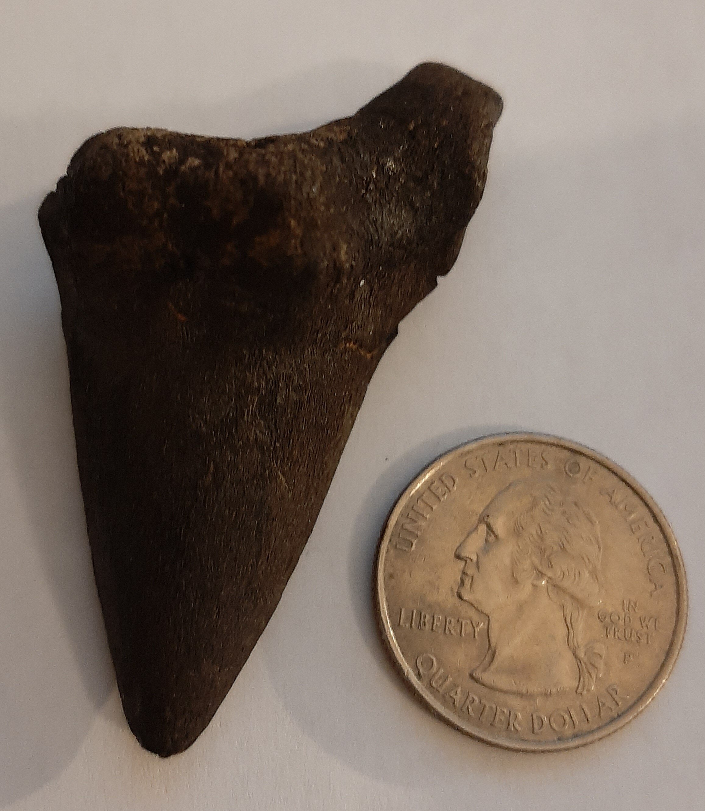 Meg found in Potomac in Charles County MD? - Fossil ID - The Fossil Forum
