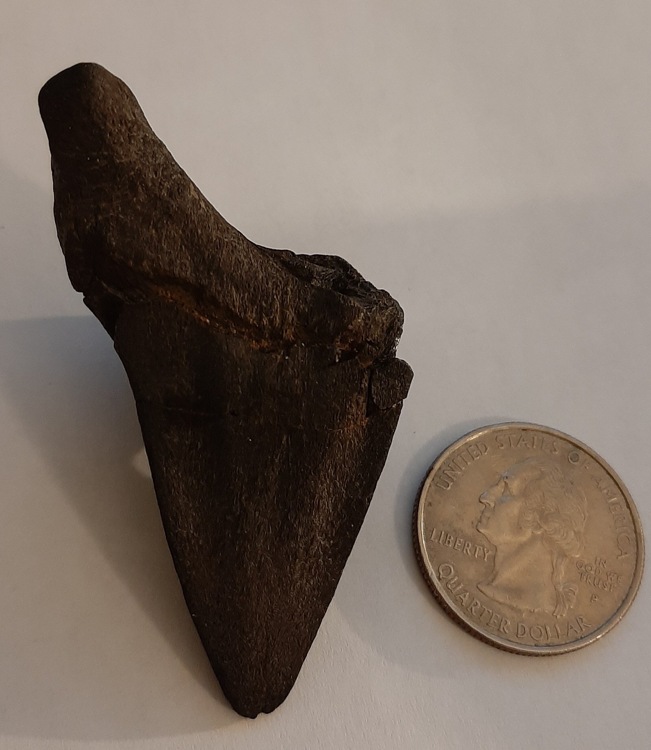 Meg found in Potomac in Charles County MD? - Fossil ID - The Fossil Forum