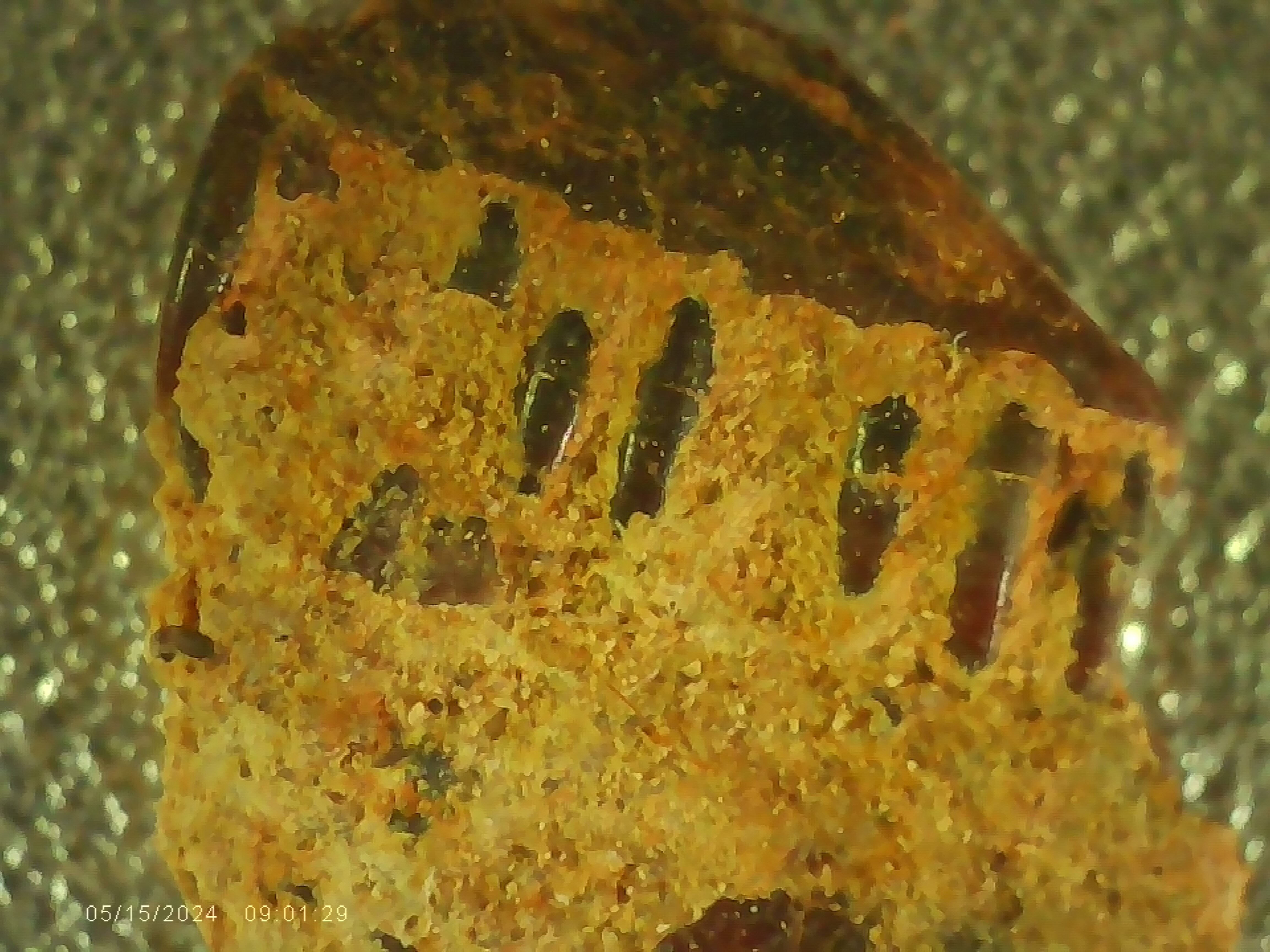 Little Fish Jaw - Micro-paleontology - The Fossil Forum