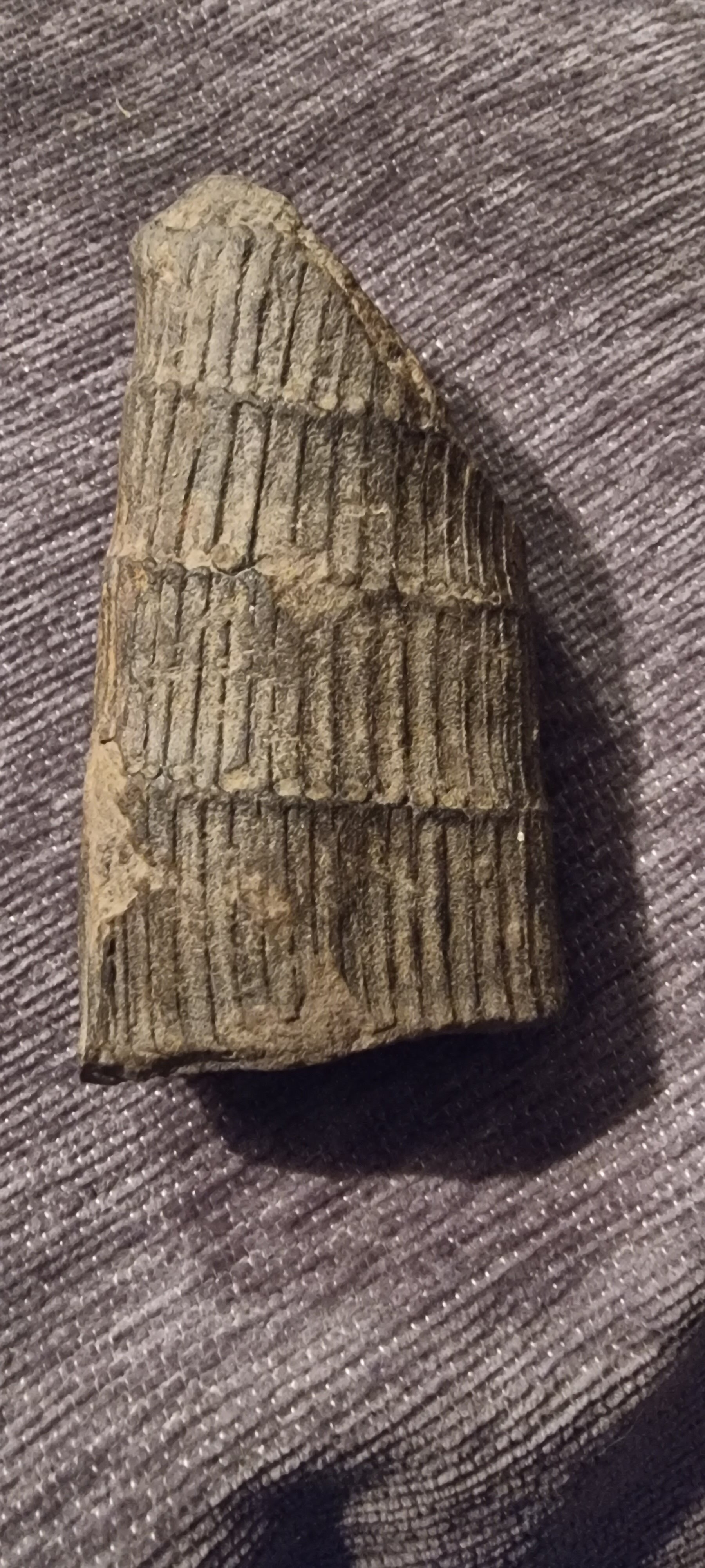 Help to identify - Fossil ID - The Fossil Forum