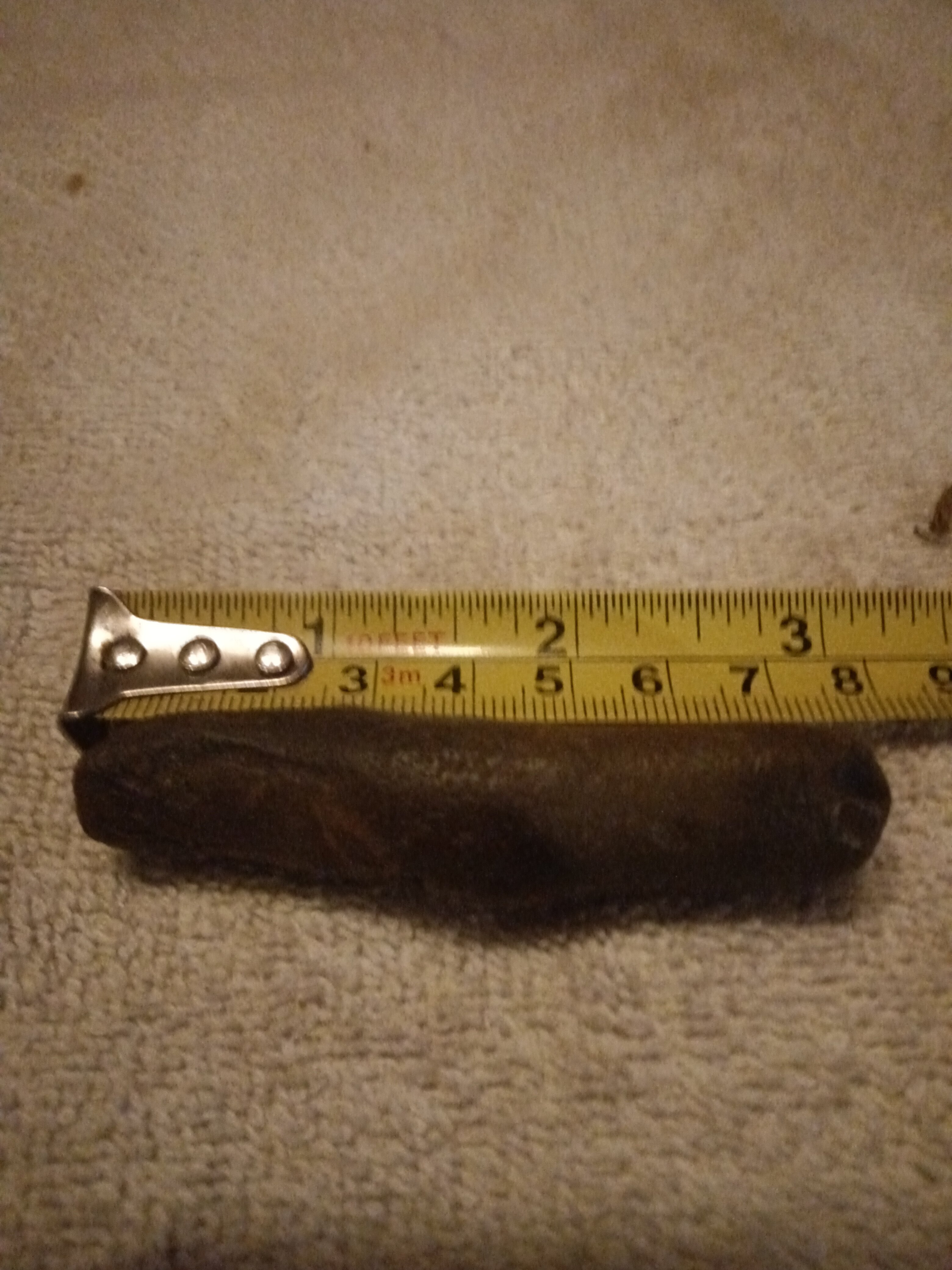 Petrified finger - Fossil ID - The Fossil Forum