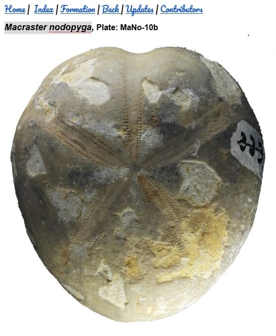 Texas Cretaceous Urchin ID - Fossil ID - The Fossil Forum