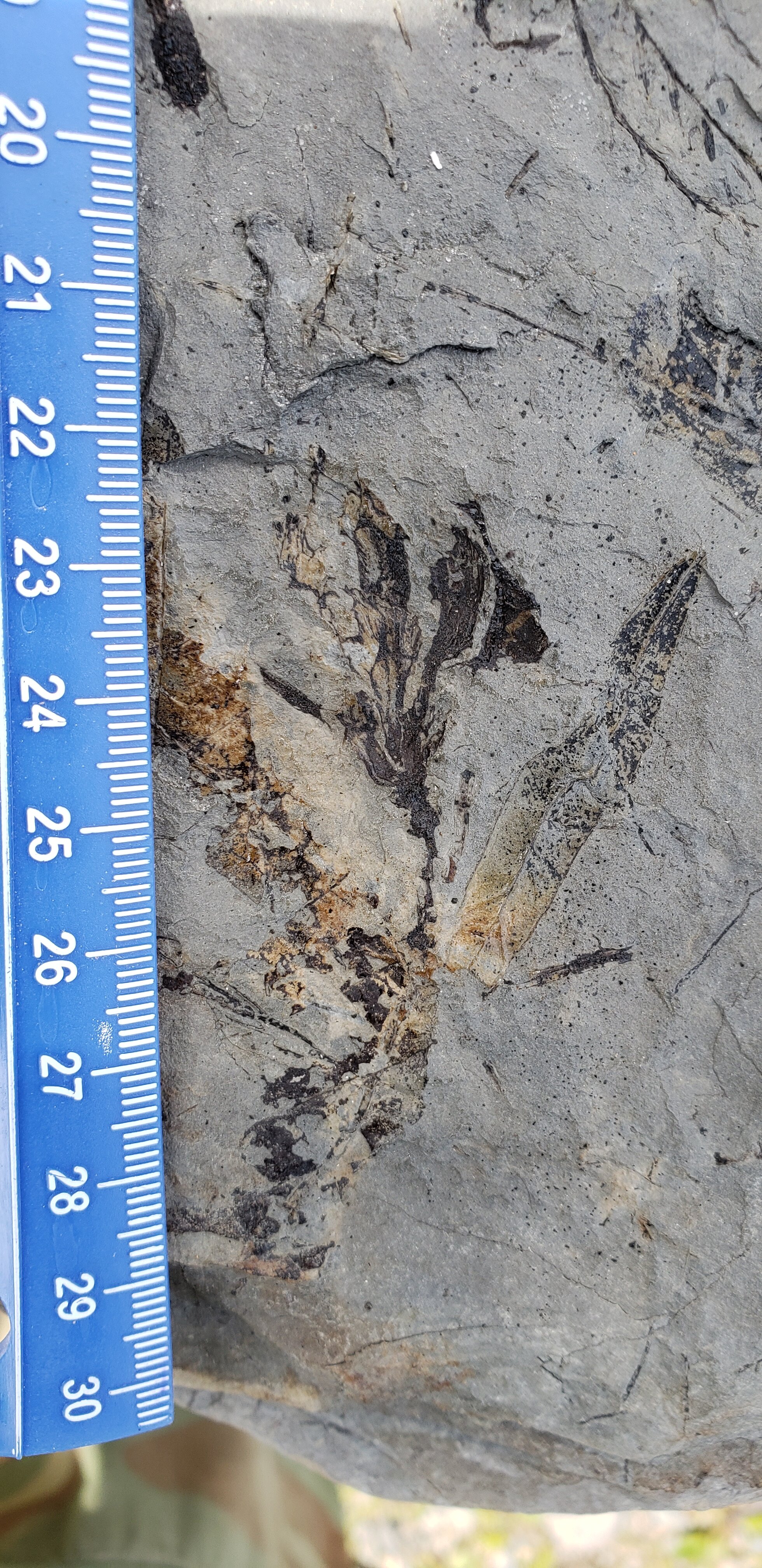 Alaska Miocene plant part ID? - Fossil ID - The Fossil Forum
