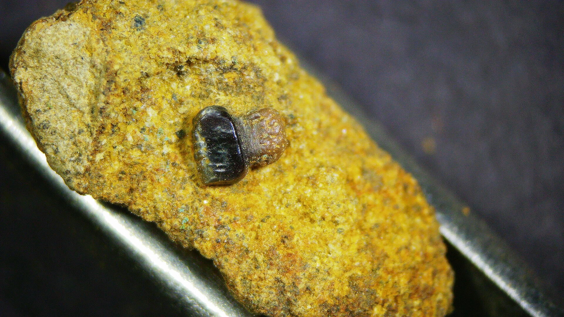 Need help with Lance Formation tooth ID - Fossil ID - The Fossil Forum