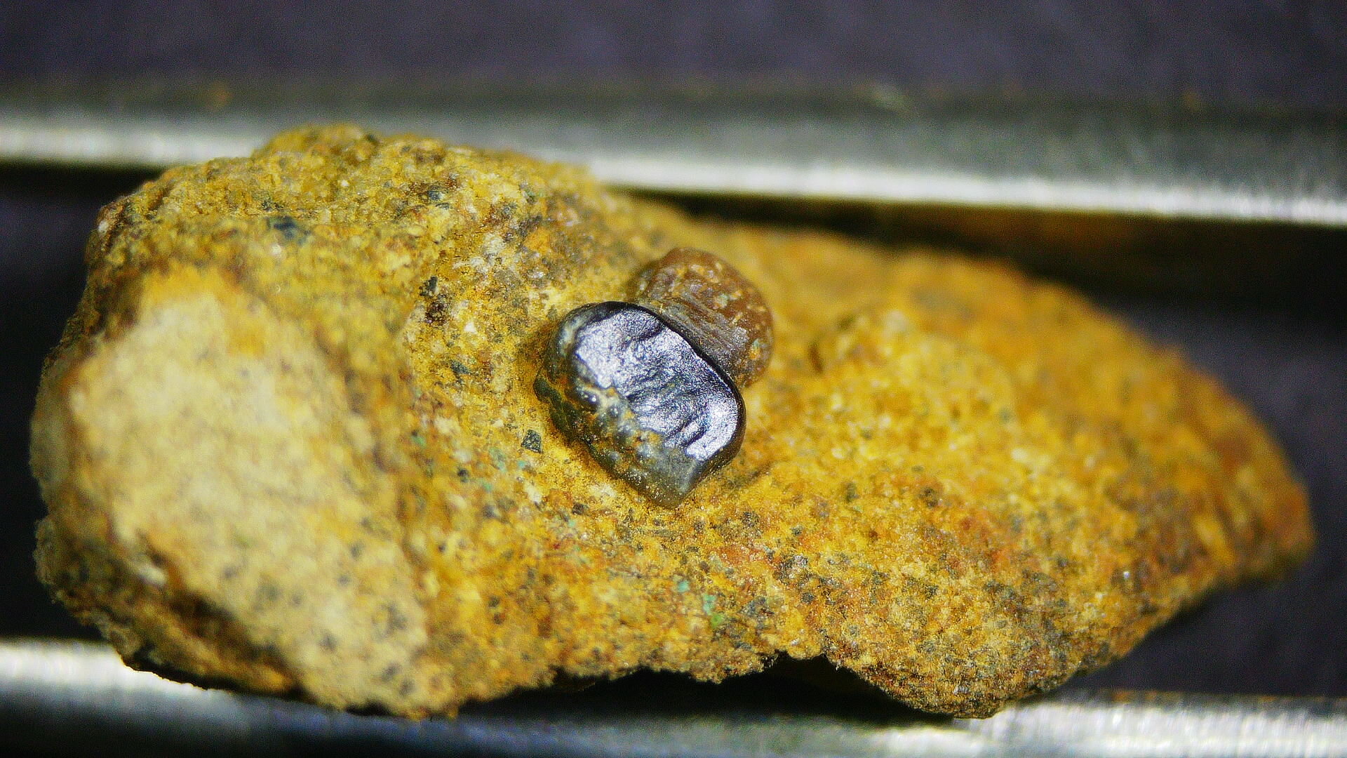 Need help with Lance Formation tooth ID - Fossil ID - The Fossil Forum