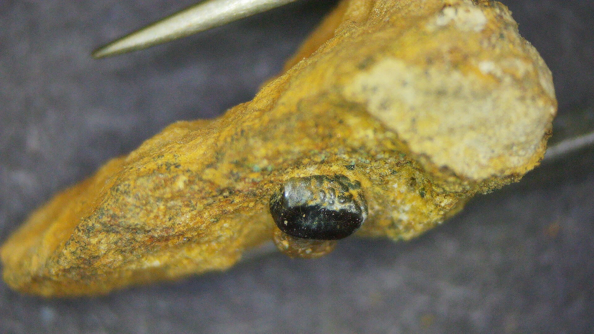 Need help with Lance Formation tooth ID - Fossil ID - The Fossil Forum