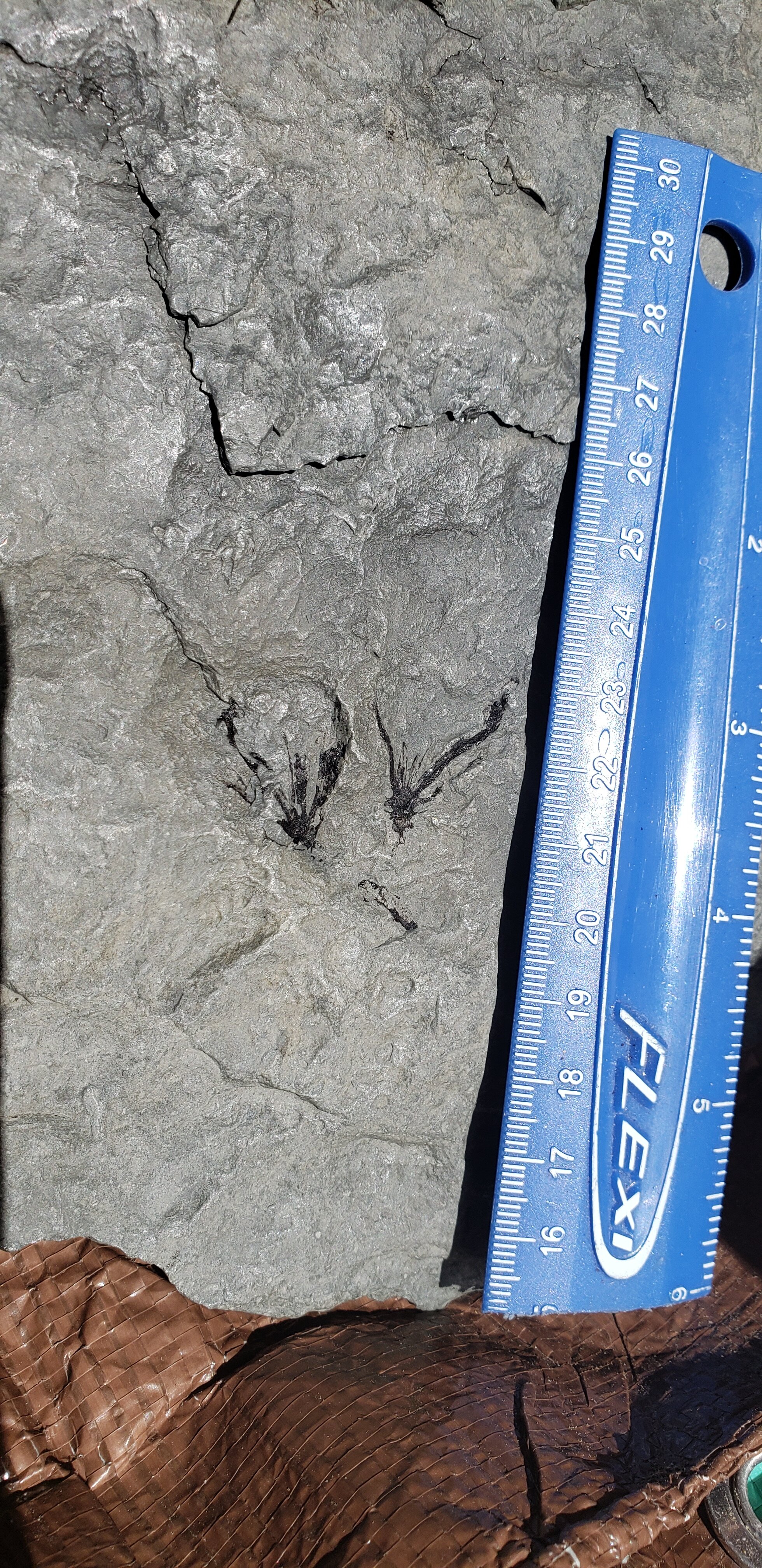 Alaska Miocene plant part ID? - Fossil ID - The Fossil Forum