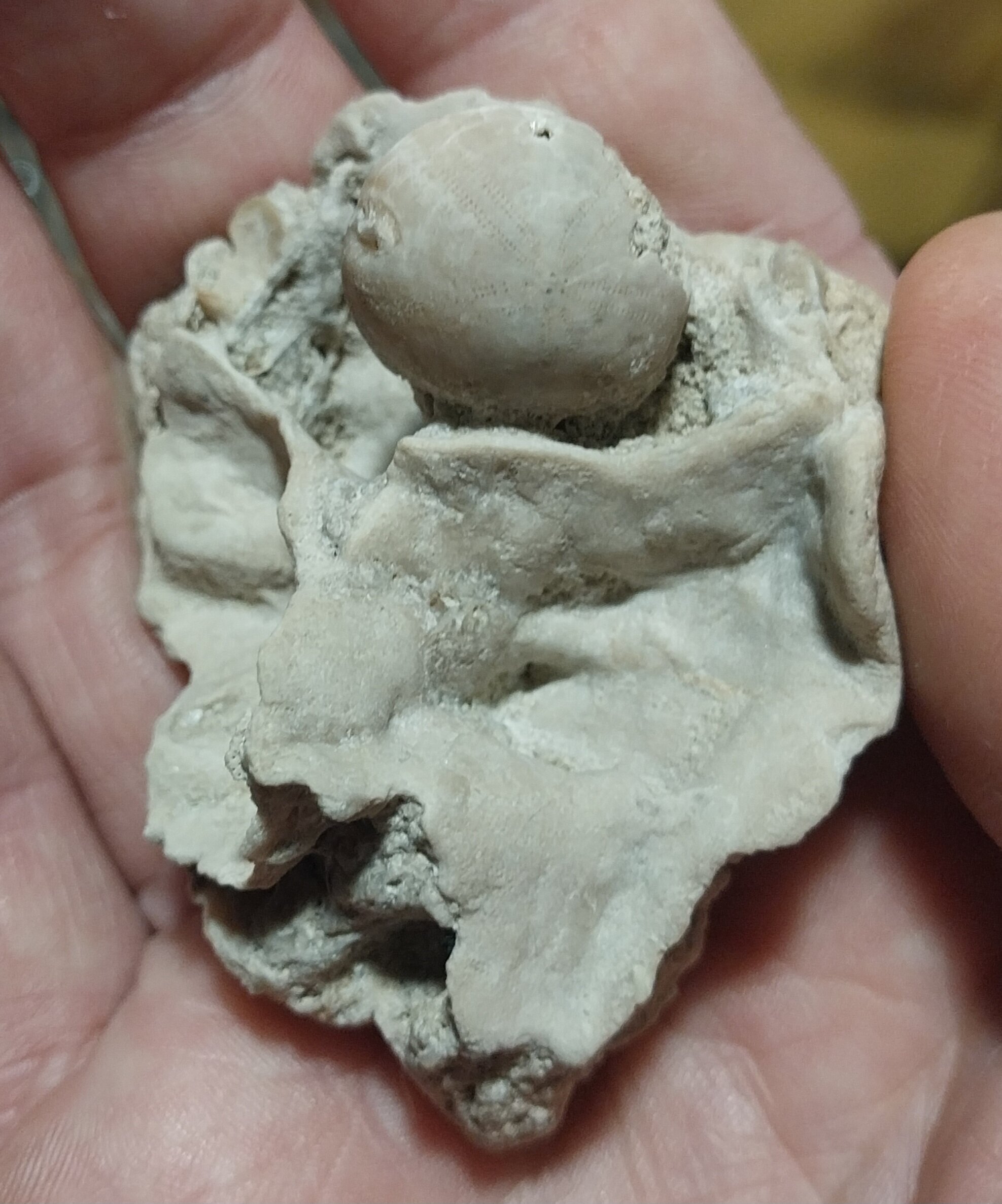 More echinoids from New Jersey's Vincentown Formation - Fossil Hunting ...
