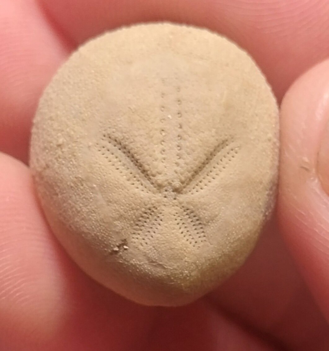 More echinoids from New Jersey's Vincentown Formation - Fossil Hunting ...