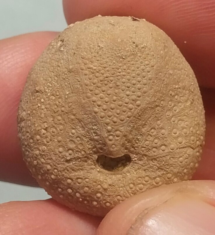More echinoids from New Jersey's Vincentown Formation - Fossil Hunting ...