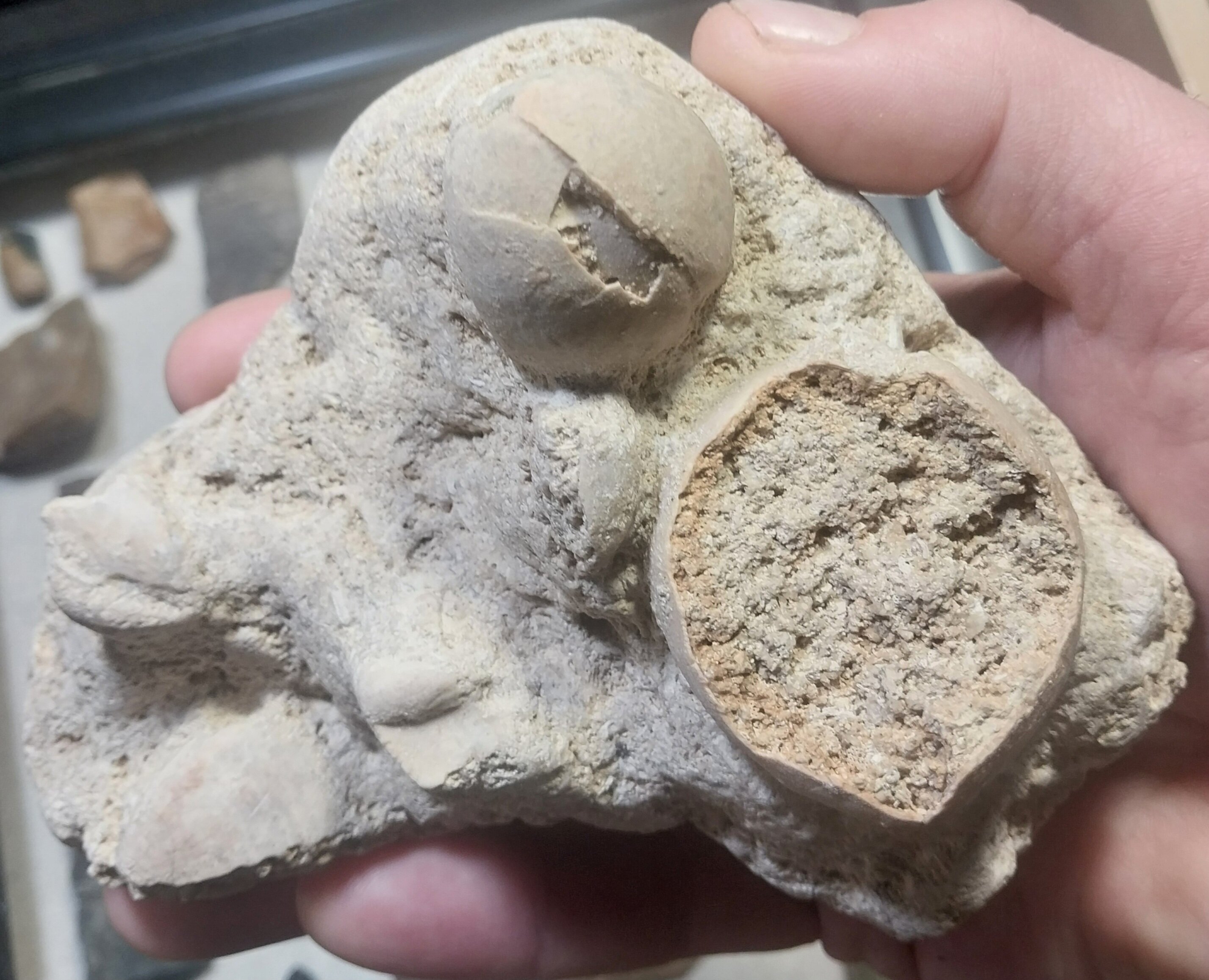 More echinoids from New Jersey's Vincentown Formation - Fossil Hunting ...