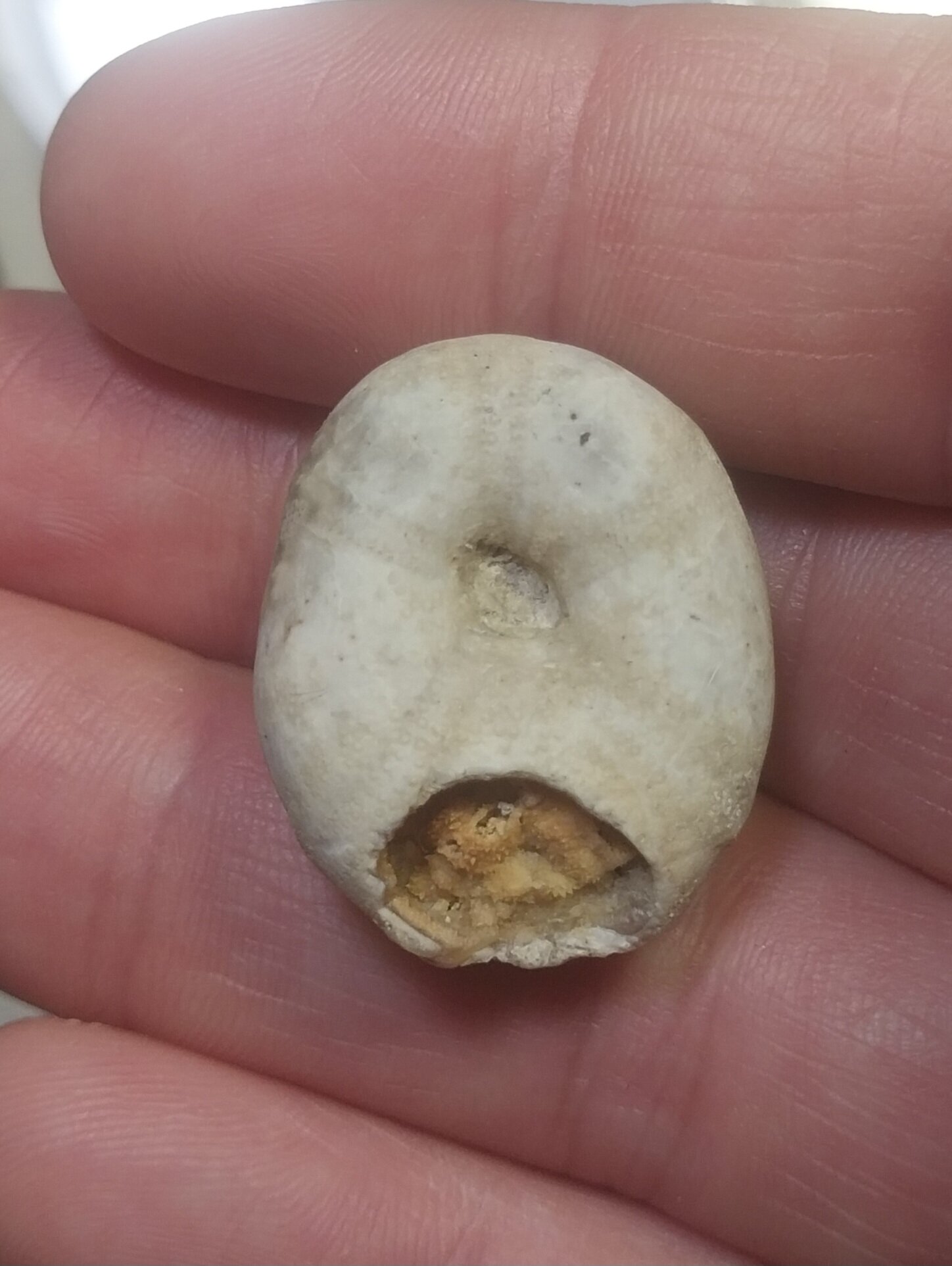 More echinoids from New Jersey's Vincentown Formation - Fossil Hunting ...