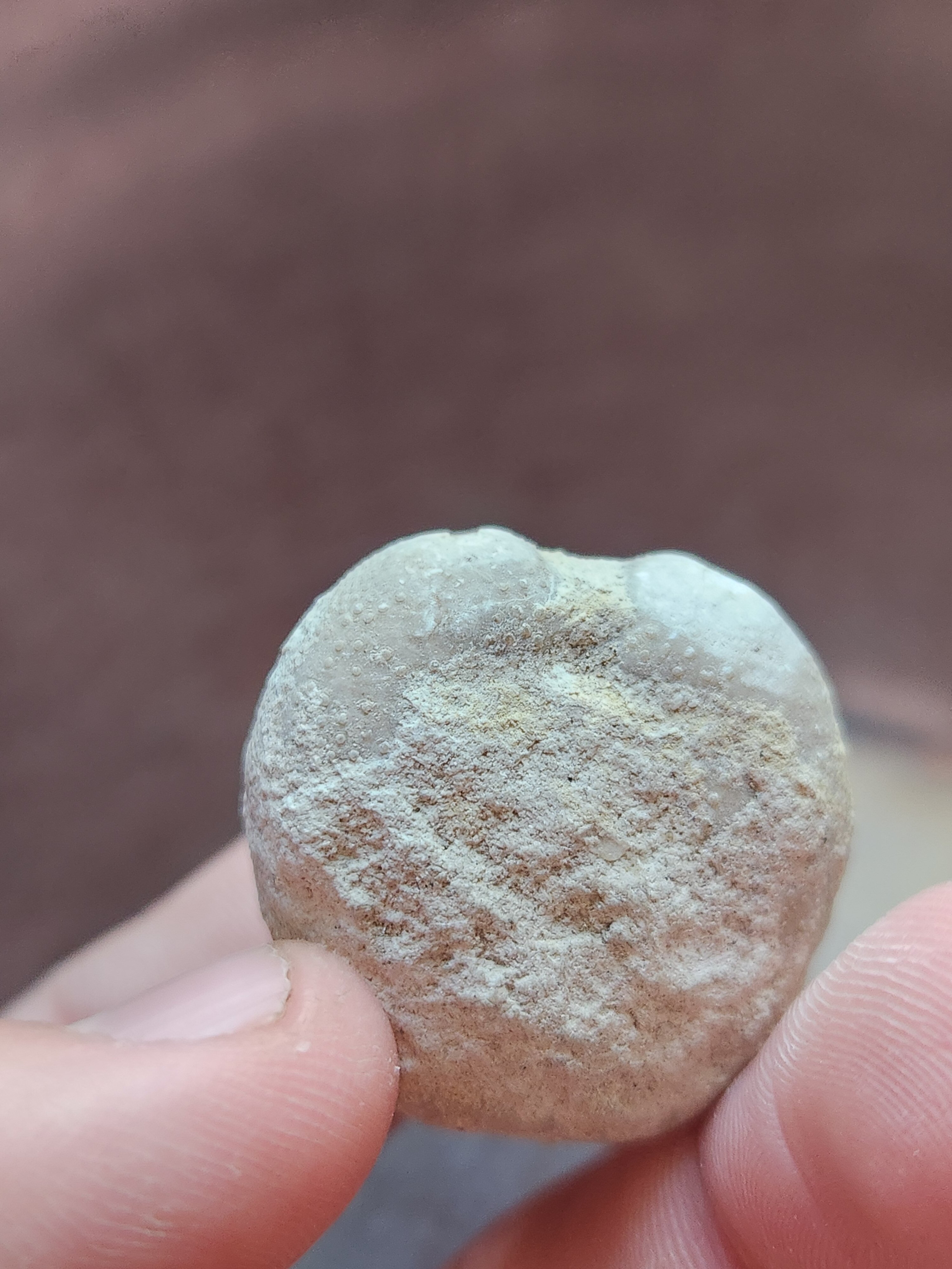 2025 fossil hunting season off to a great start - Fossil Hunting Trips ...