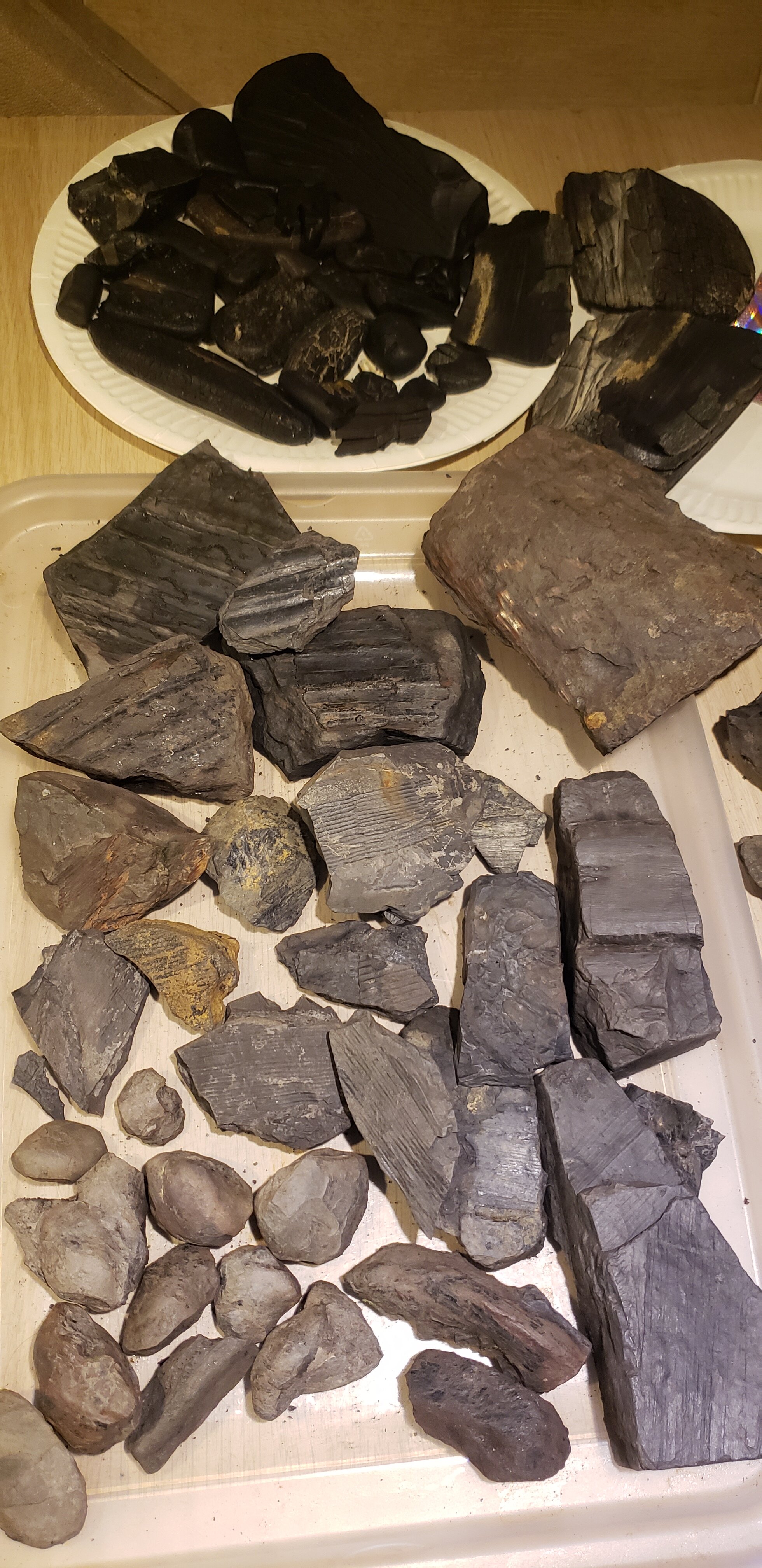 Need help identifying some fossils and tips of preserving. from upper ...