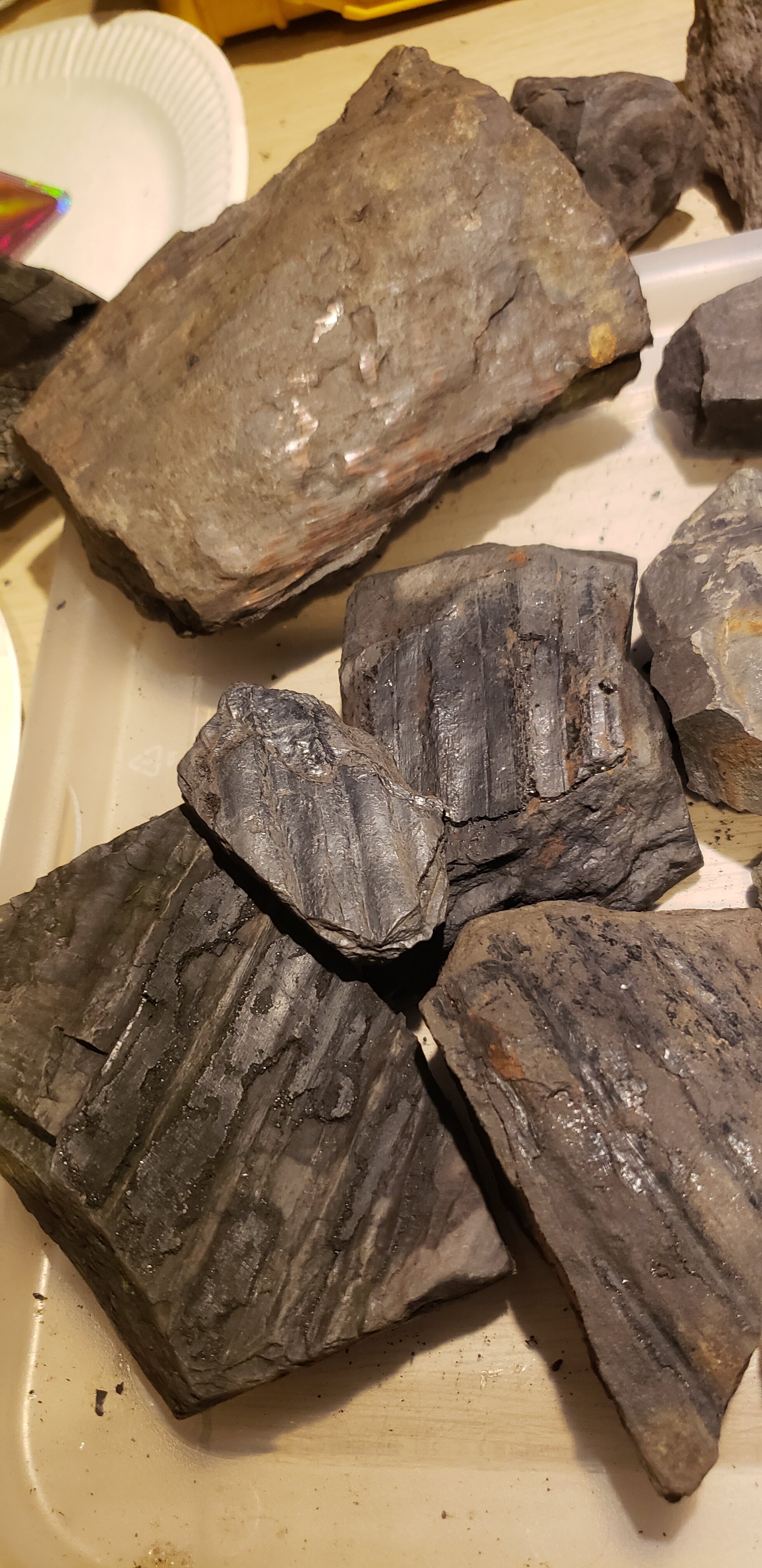 Need help identifying some fossils and tips of preserving. from upper ...