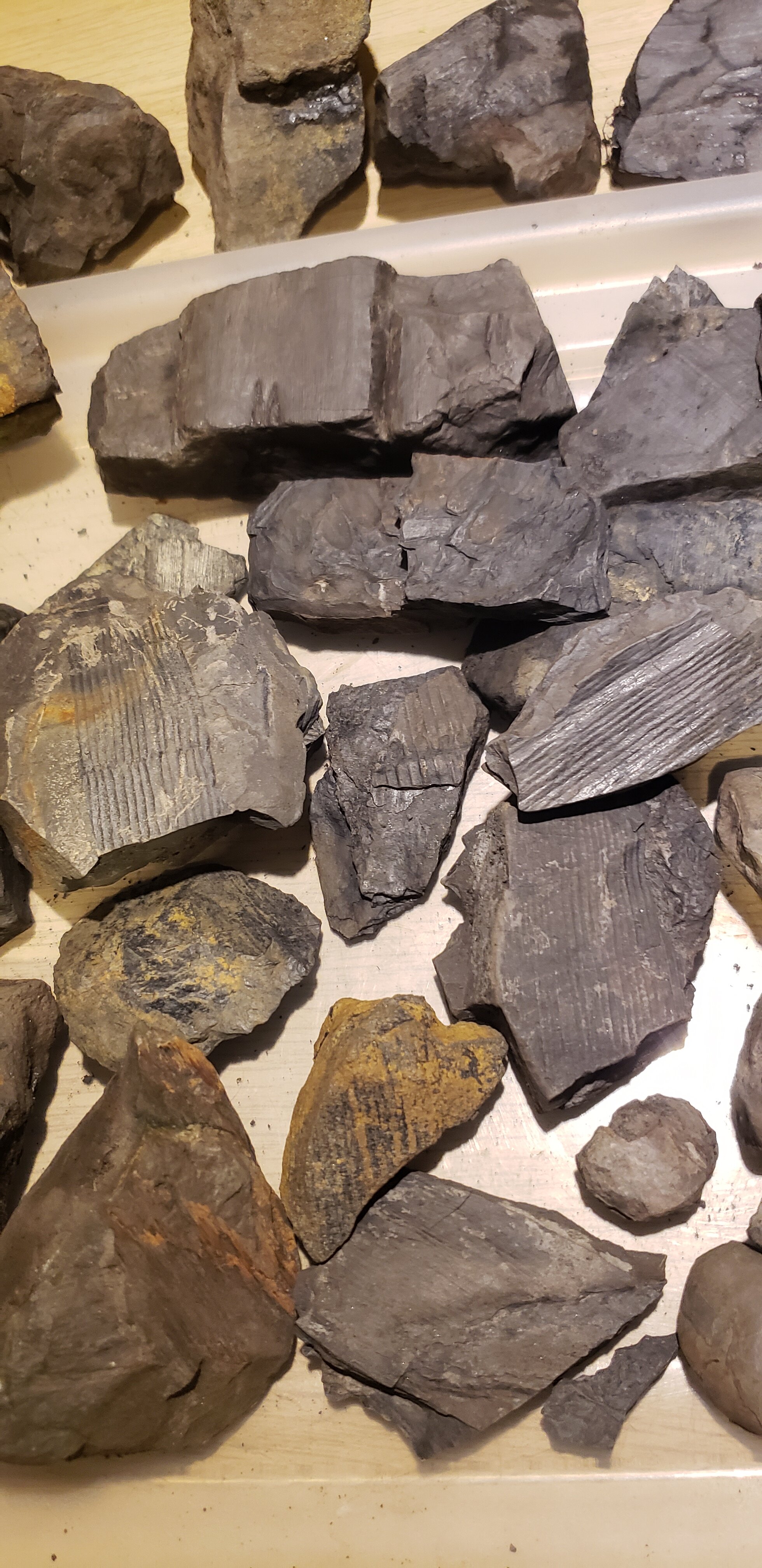 Need help identifying some fossils and tips of preserving. from upper ...