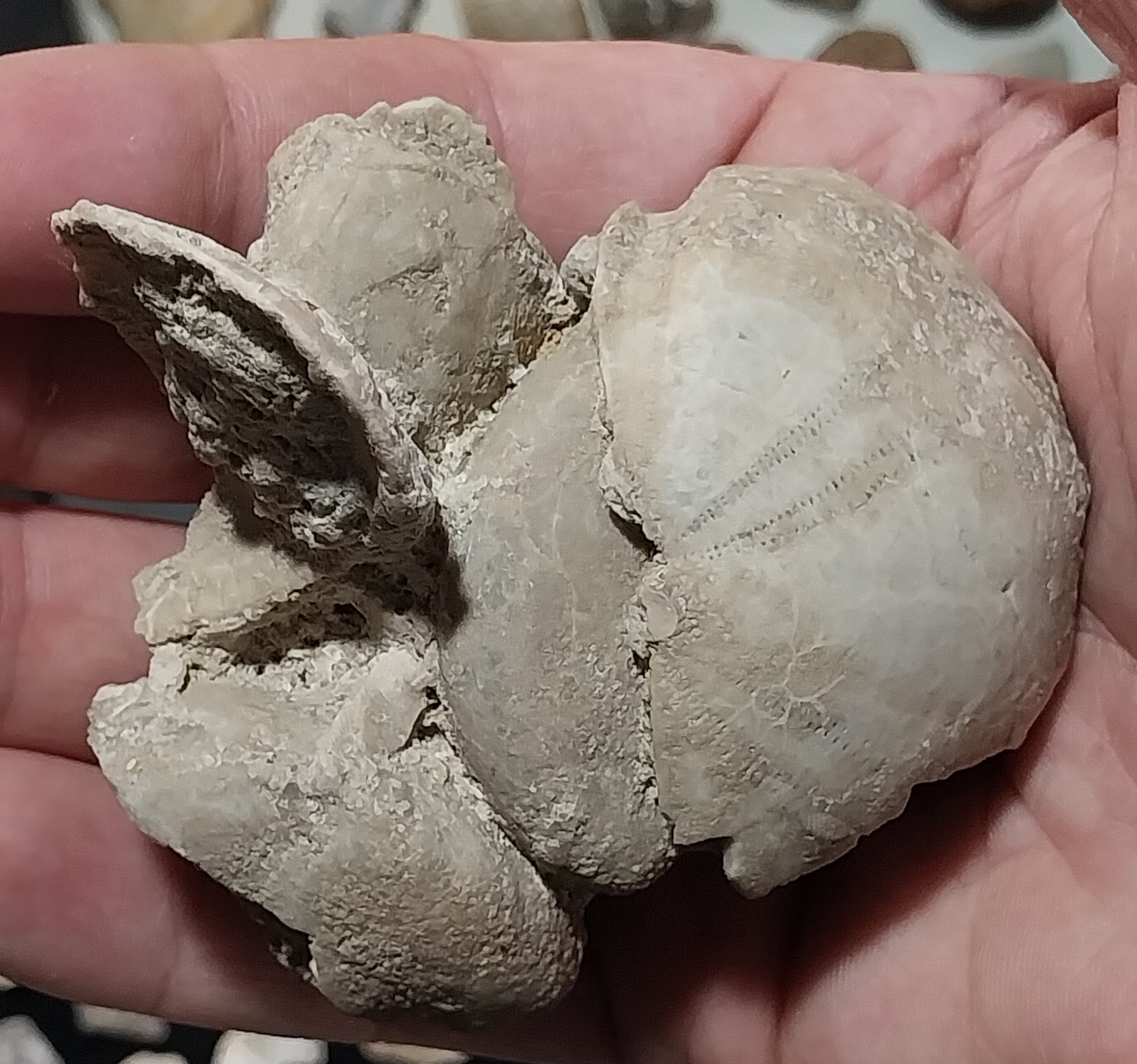 More echinoids from New Jersey's Vincentown Formation - Fossil Hunting ...