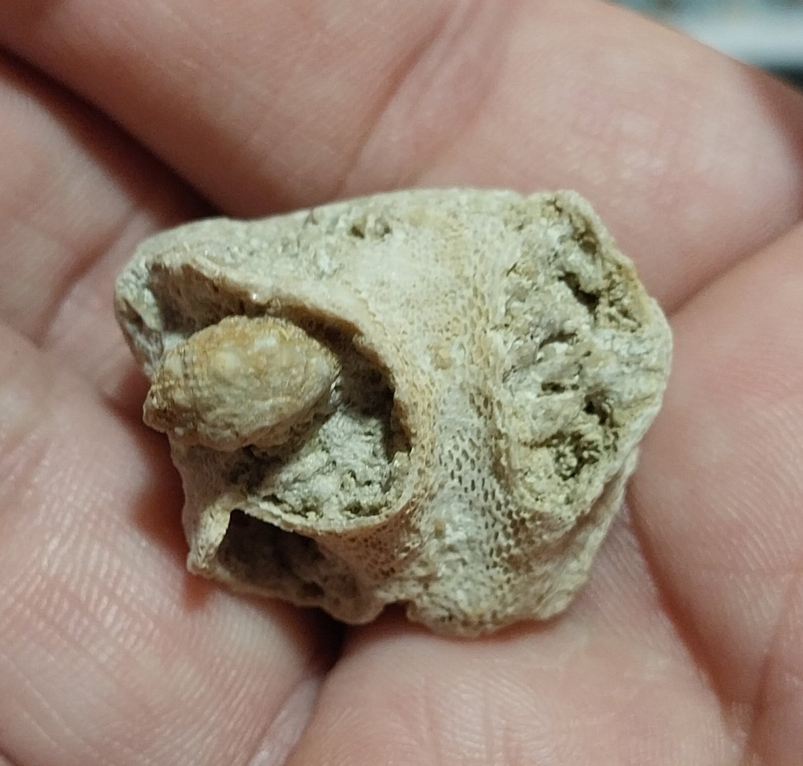 More echinoids from New Jersey's Vincentown Formation - Fossil Hunting ...