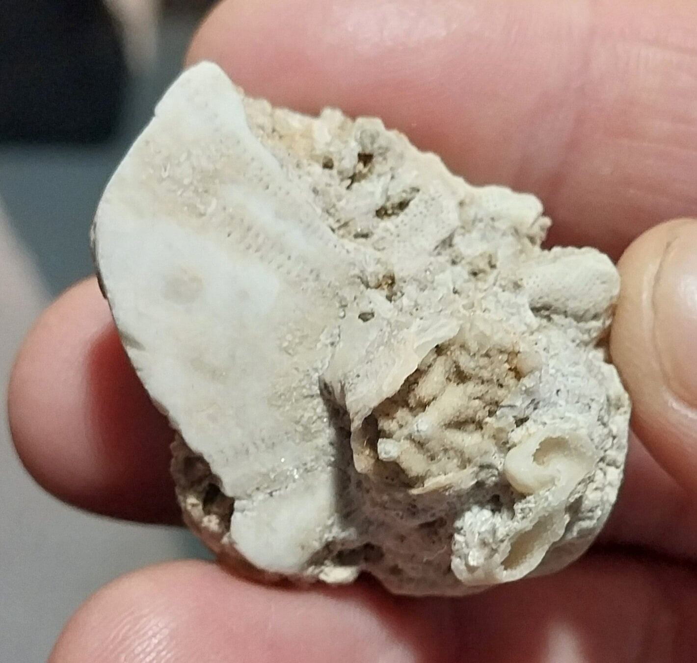 More echinoids from New Jersey's Vincentown Formation - Fossil Hunting ...