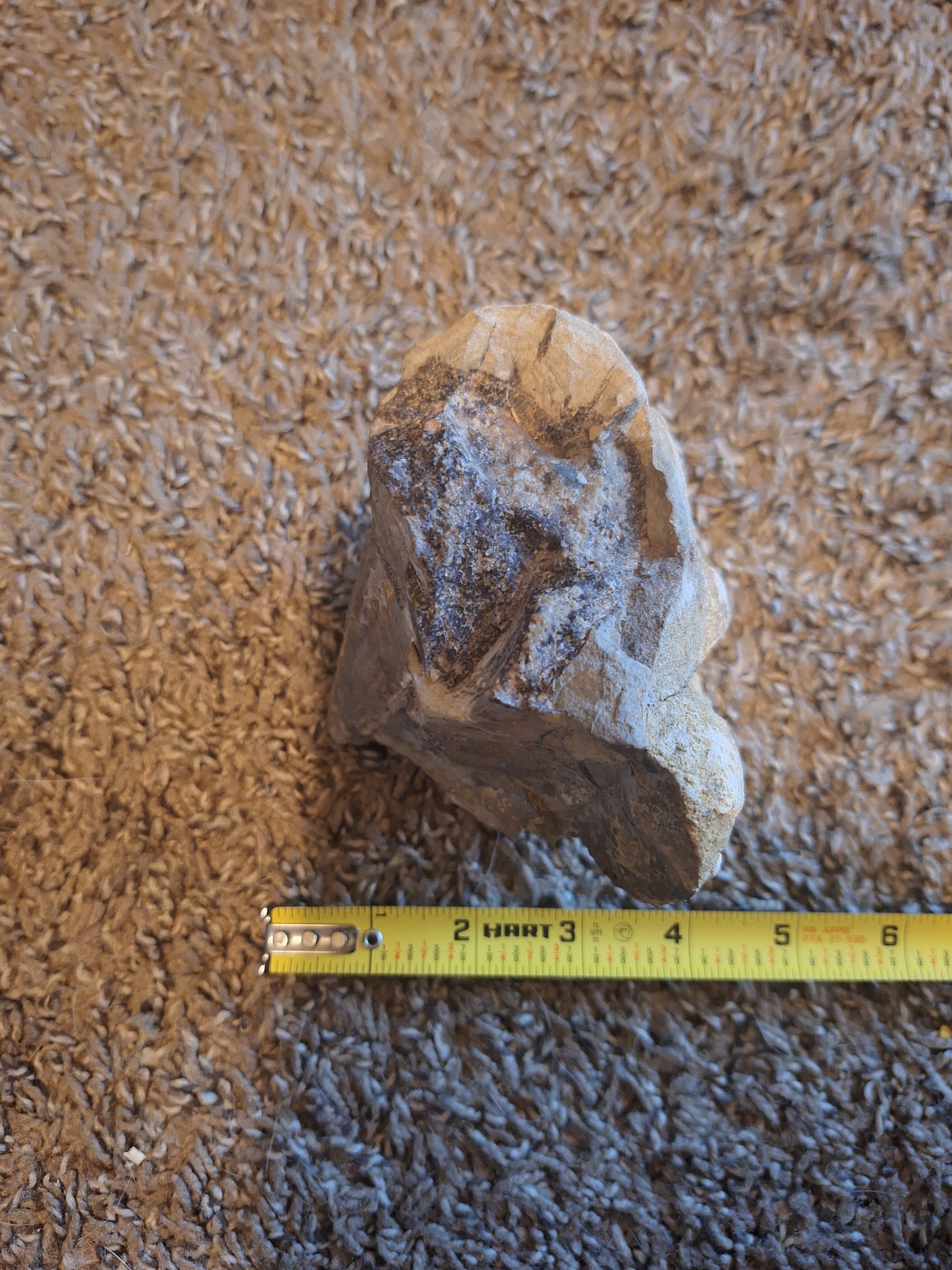 Dino tooth - Fossil ID - The Fossil Forum