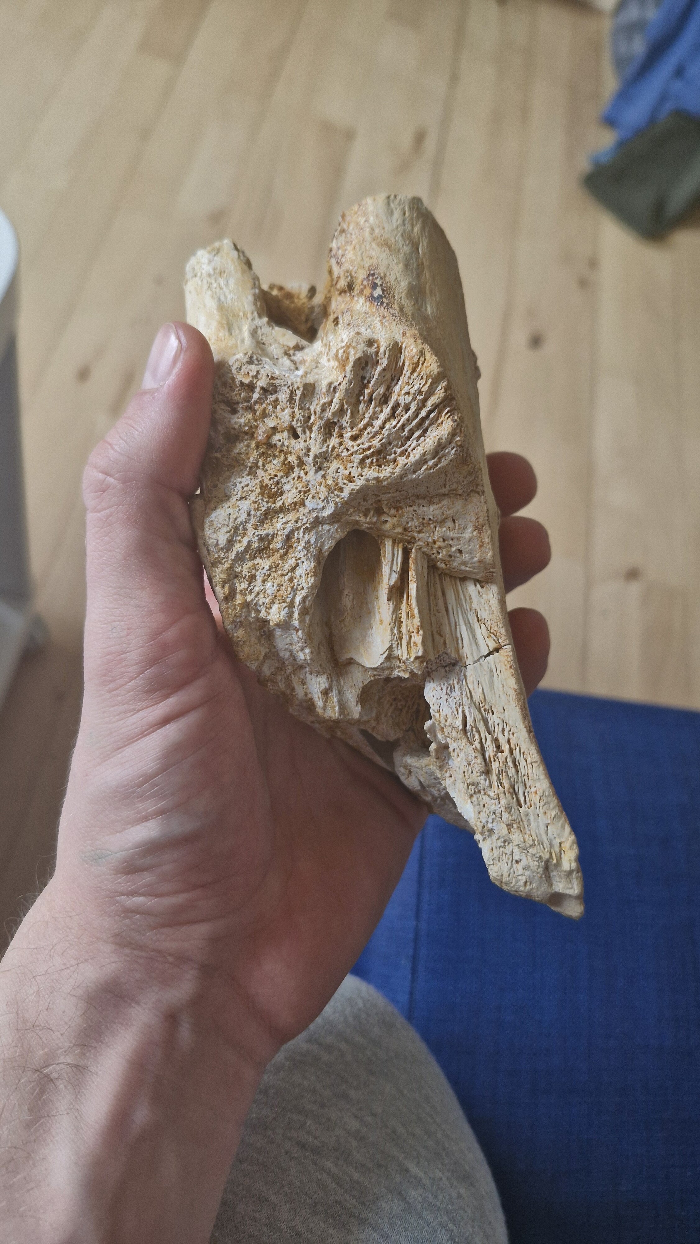 Jaw with tooth? - Is It Real? How to Recognize Fossil Fabrications ...
