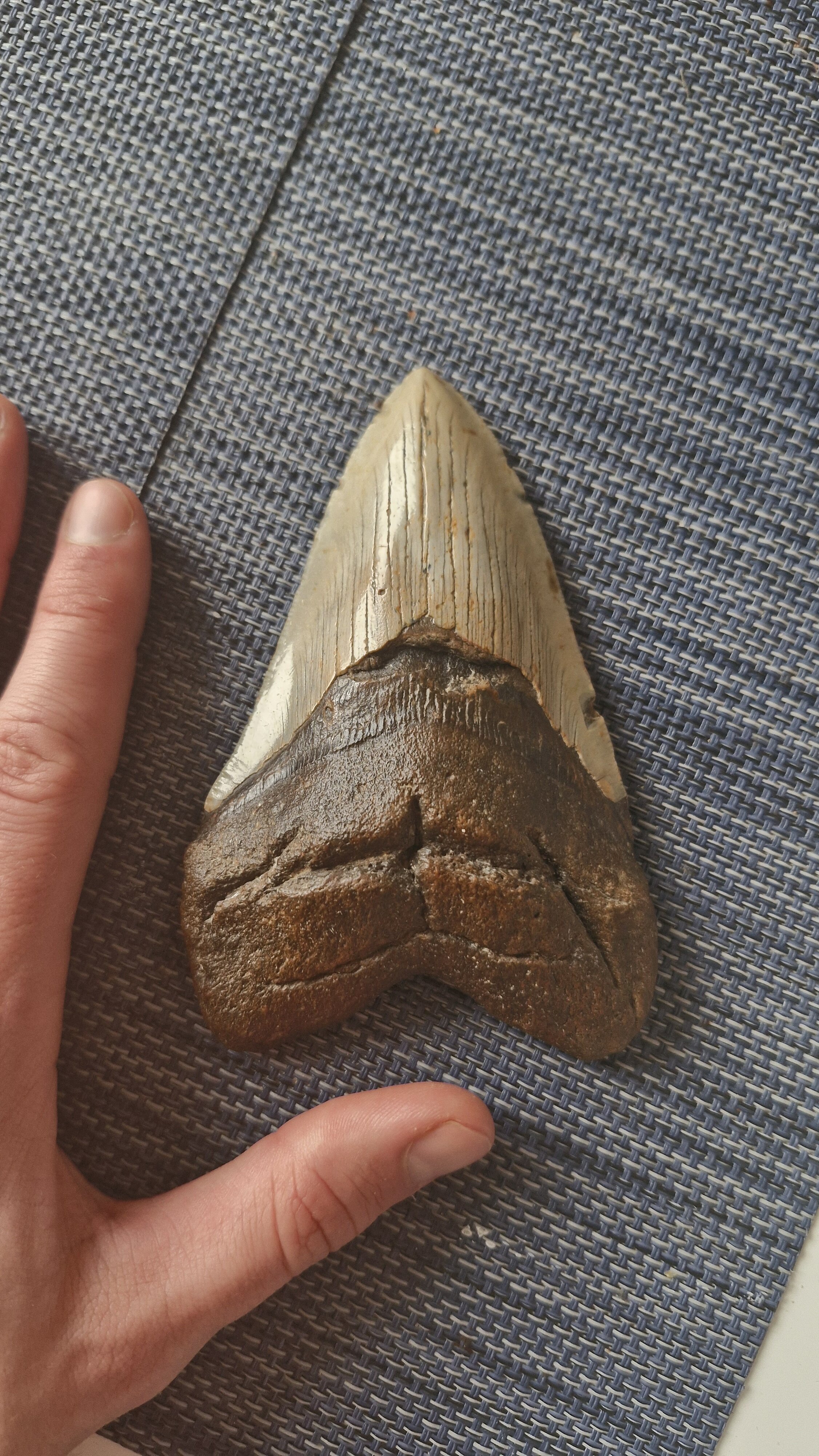 Real or fake megalodon tooth? - Is It Real? How to Recognize Fossil ...