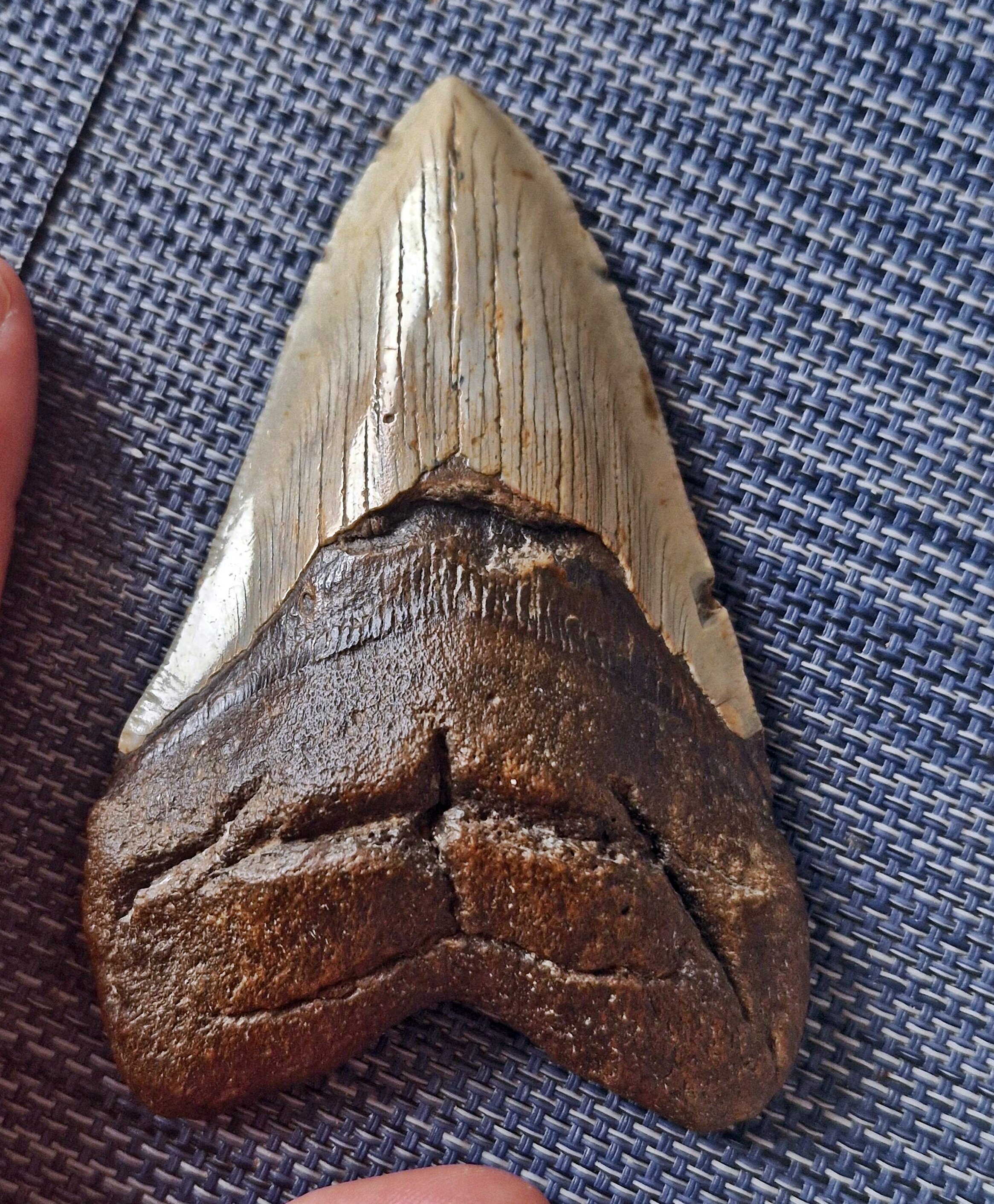 Real or fake megalodon tooth? - Is It Real? How to Recognize Fossil ...