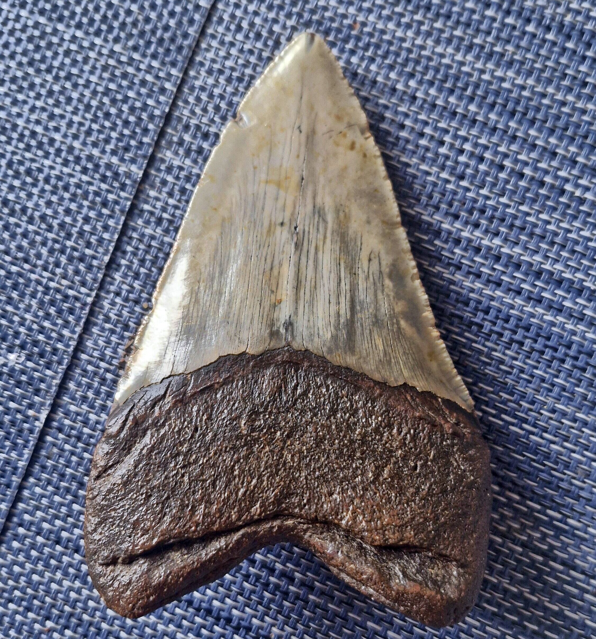 Real or fake megalodon tooth? - Is It Real? How to Recognize Fossil ...