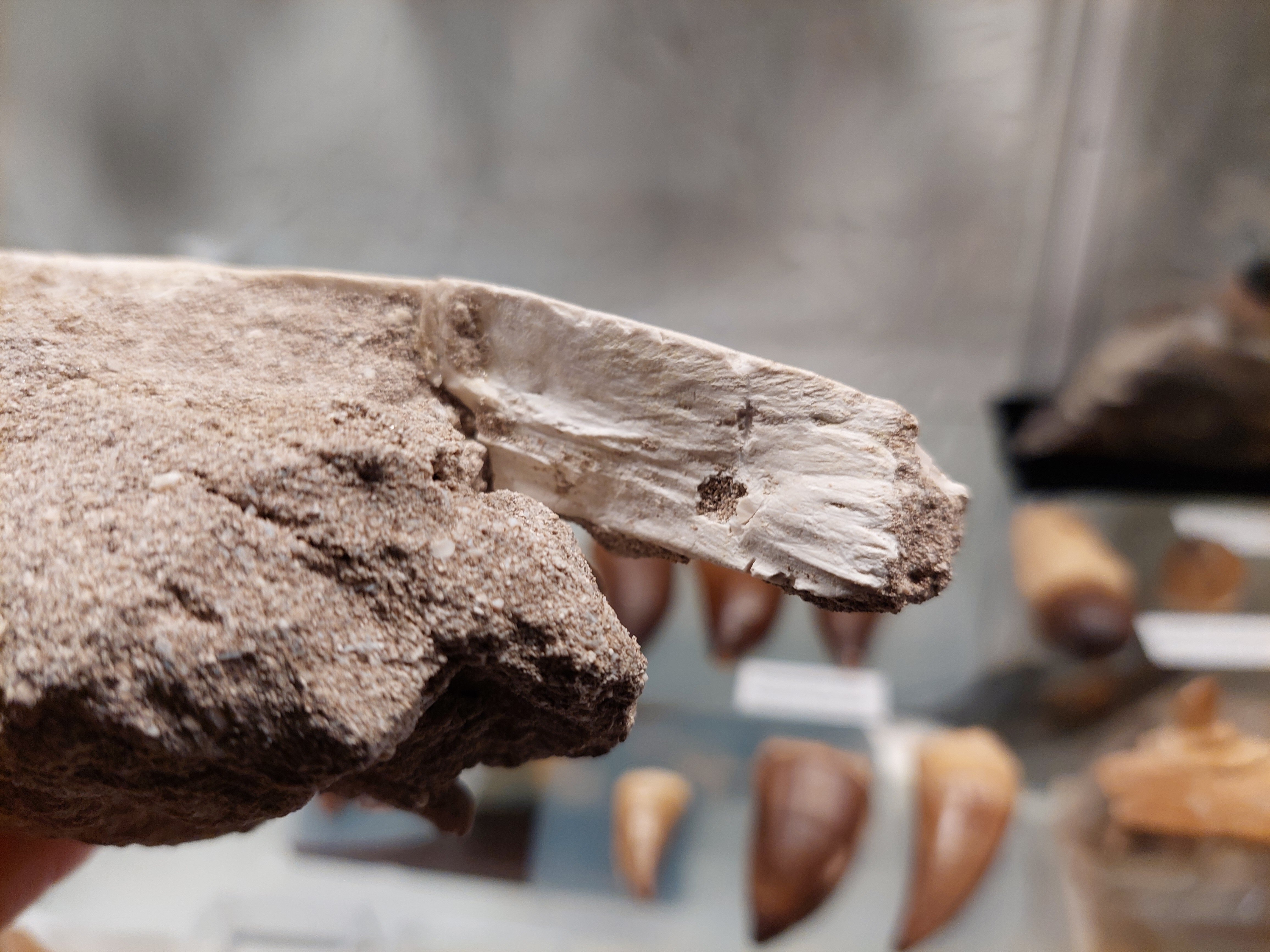 Mosasaur maxilla/dentary - Questions & Answers - The Fossil Forum