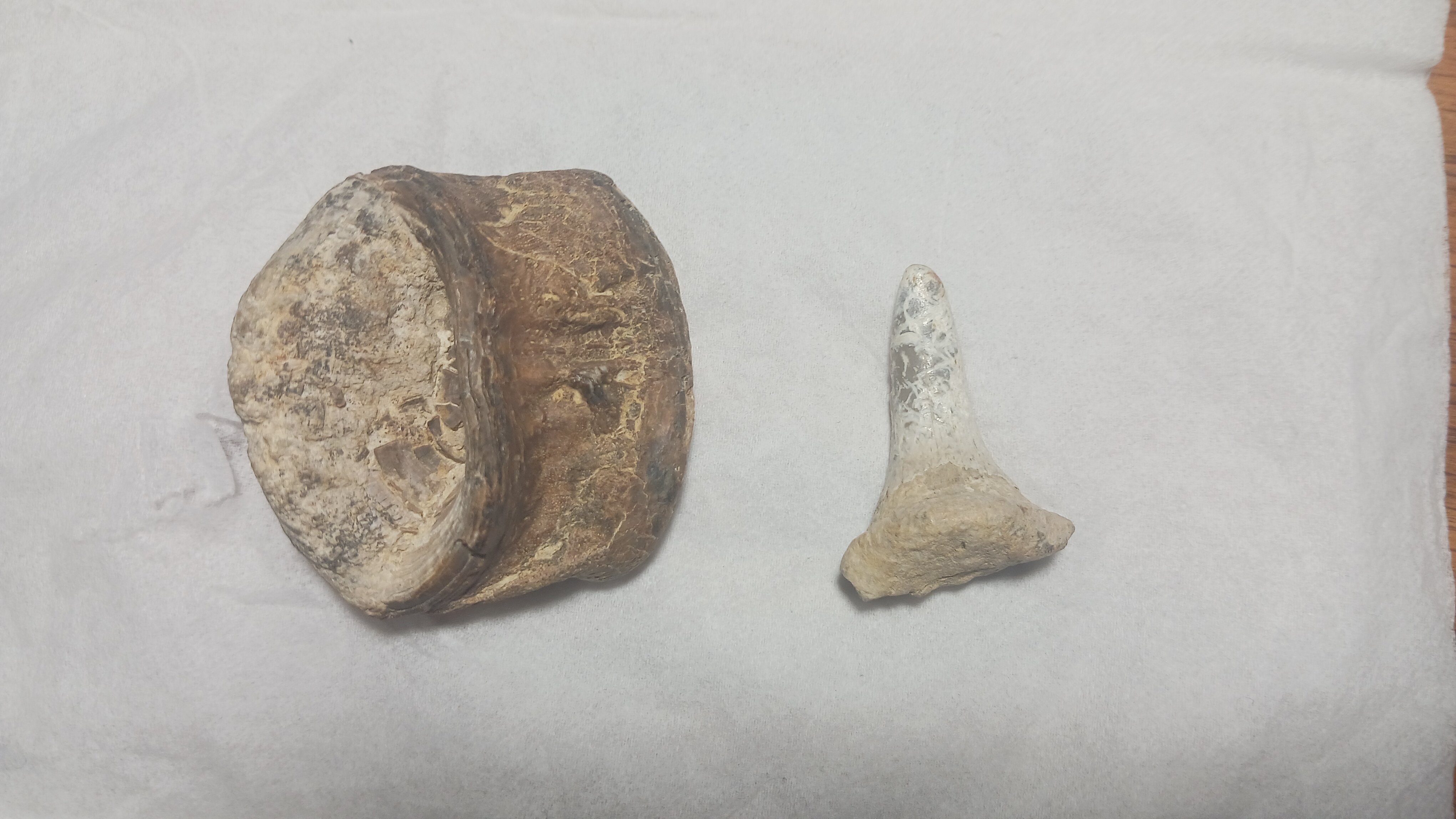 Worn shark tooth and vertebrae from Mclennan county, Texas - Fossil ID ...