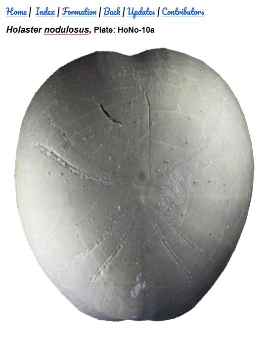 Texas Cretaceous Urchin ID - Fossil ID - The Fossil Forum
