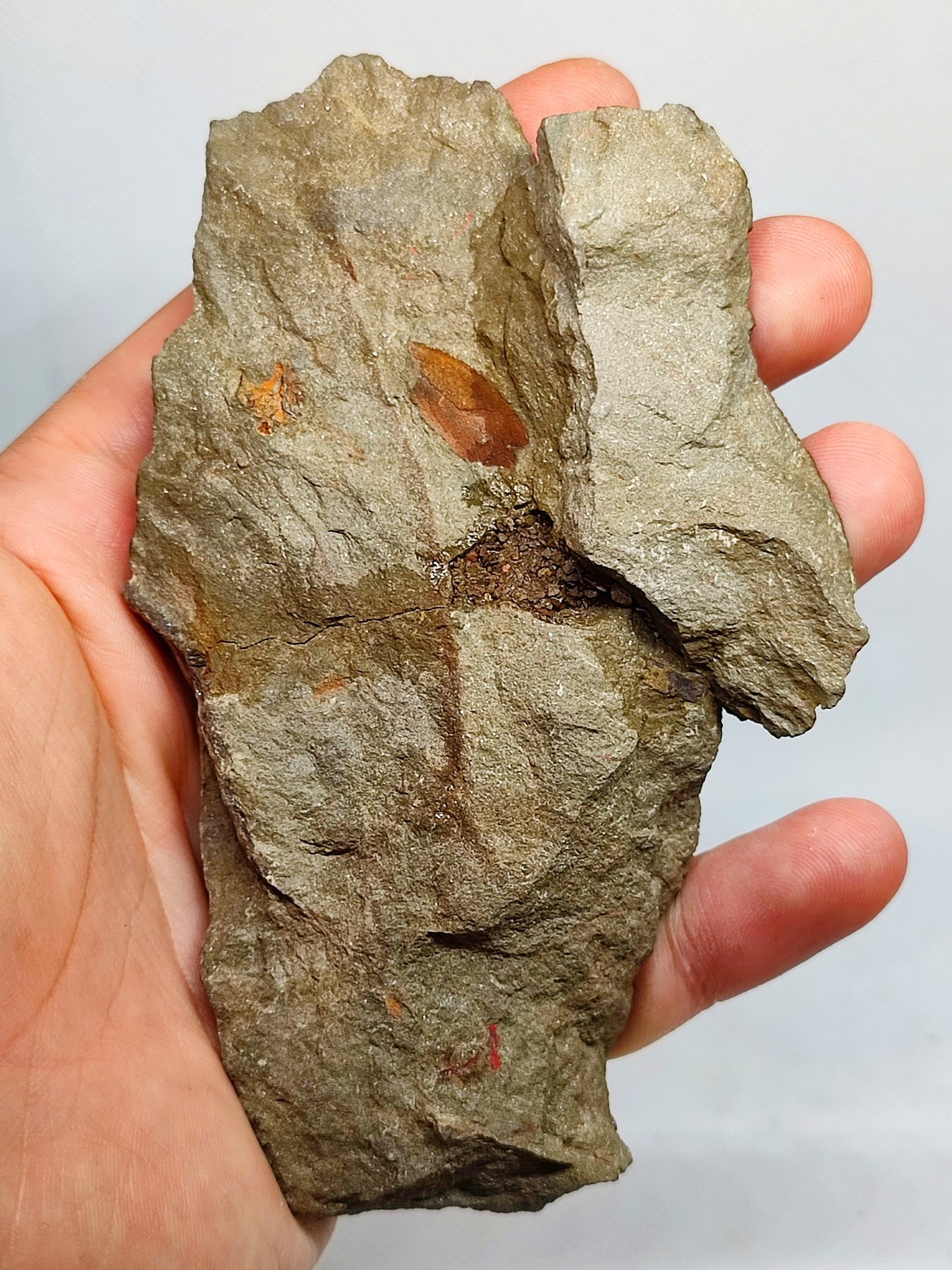 Amphyx spines - Is It Real? How to Recognize Fossil Fabrications - The ...