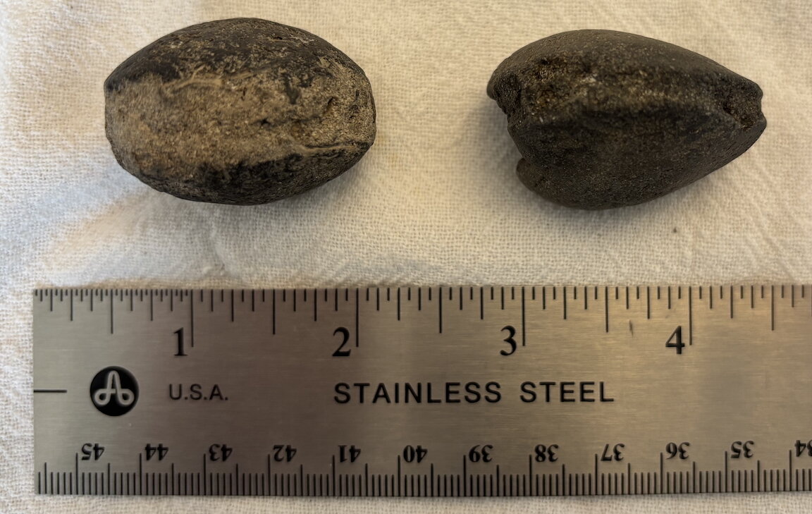 Need some help with identifying fossilized clams - Fossil ID - The ...