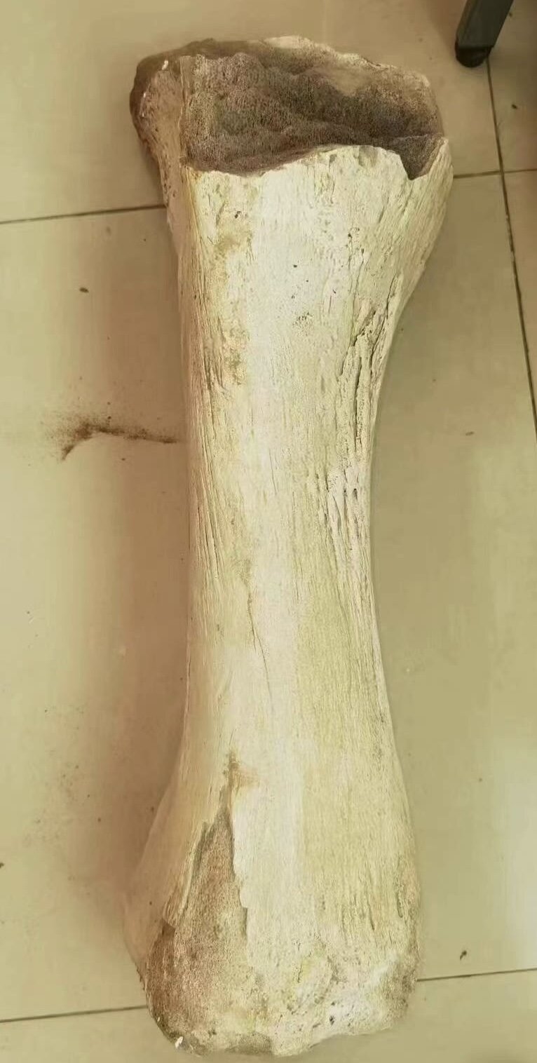 Dinosaur Leg Bone Fossil? - Fossil ID - The Fossil Forum
