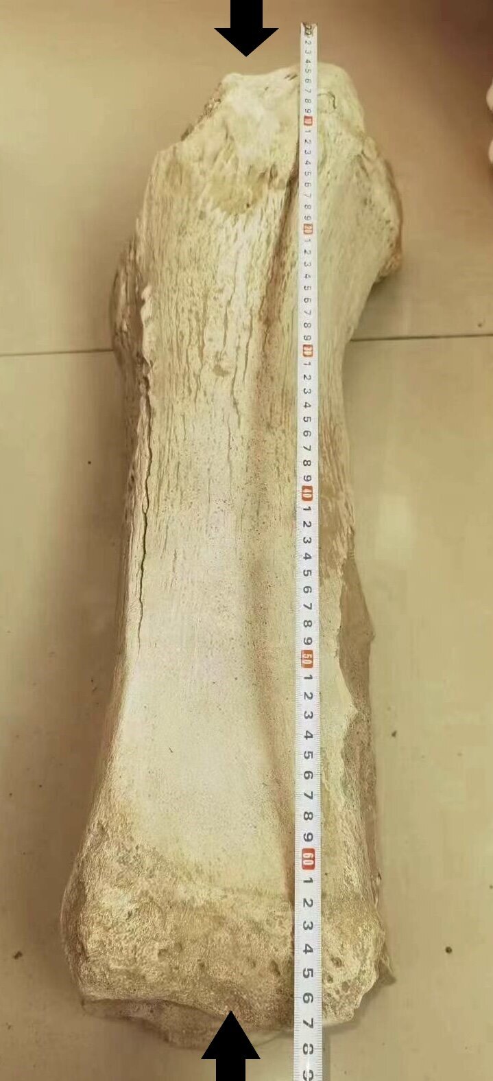 Dinosaur Leg Bone Fossil? - Fossil ID - The Fossil Forum