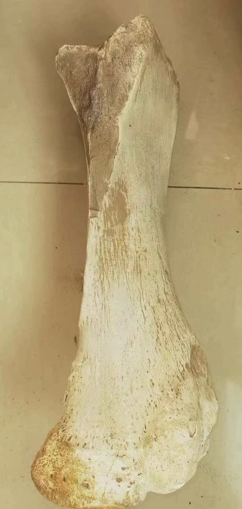 Dinosaur Leg Bone Fossil? - Fossil ID - The Fossil Forum